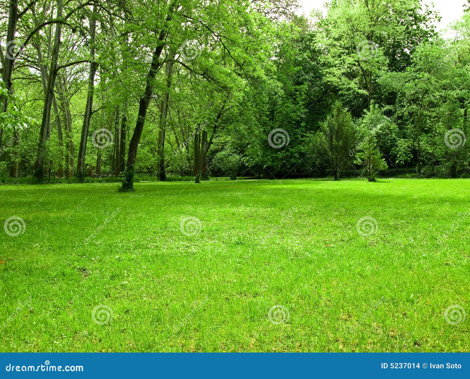 Zones vertes photo stock. Image du fond, herbe, arbres - 5237014