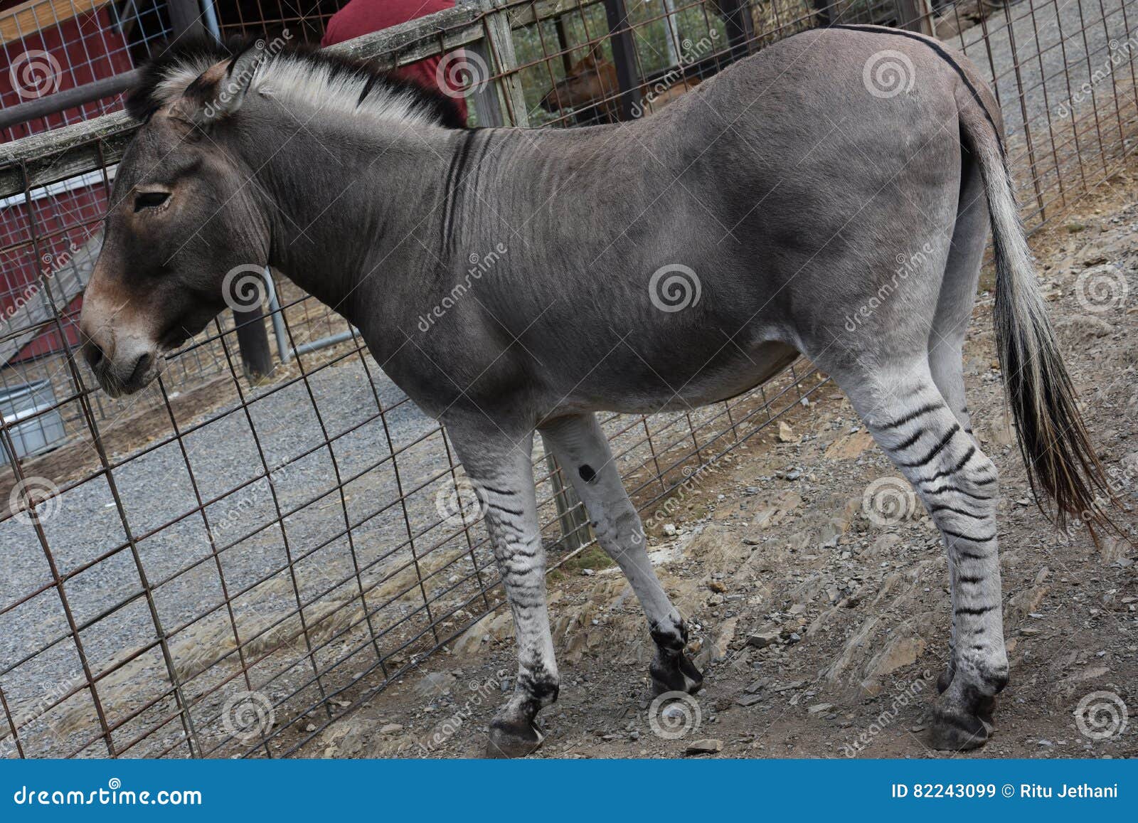 Zonkey stock image. Image of zebra, zebrula, head, donkey - 82243099