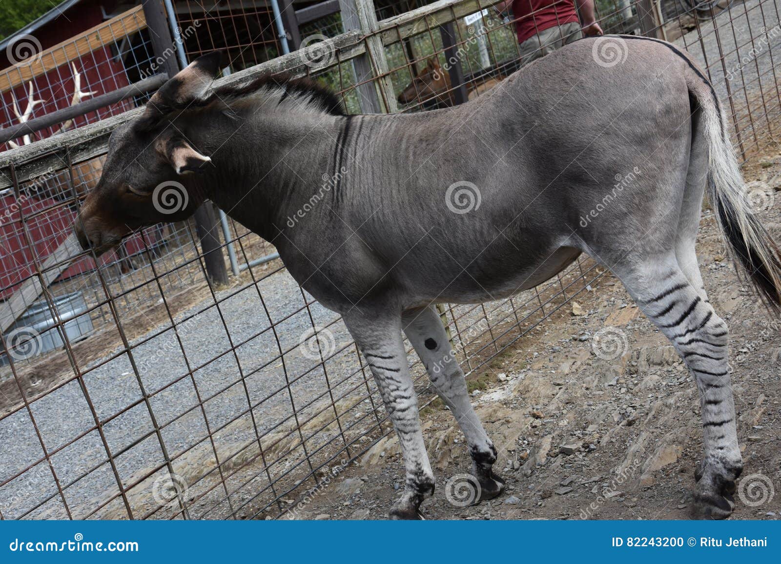Zonkey stock photo. Image of head, black, zonkey, animal - 82243200