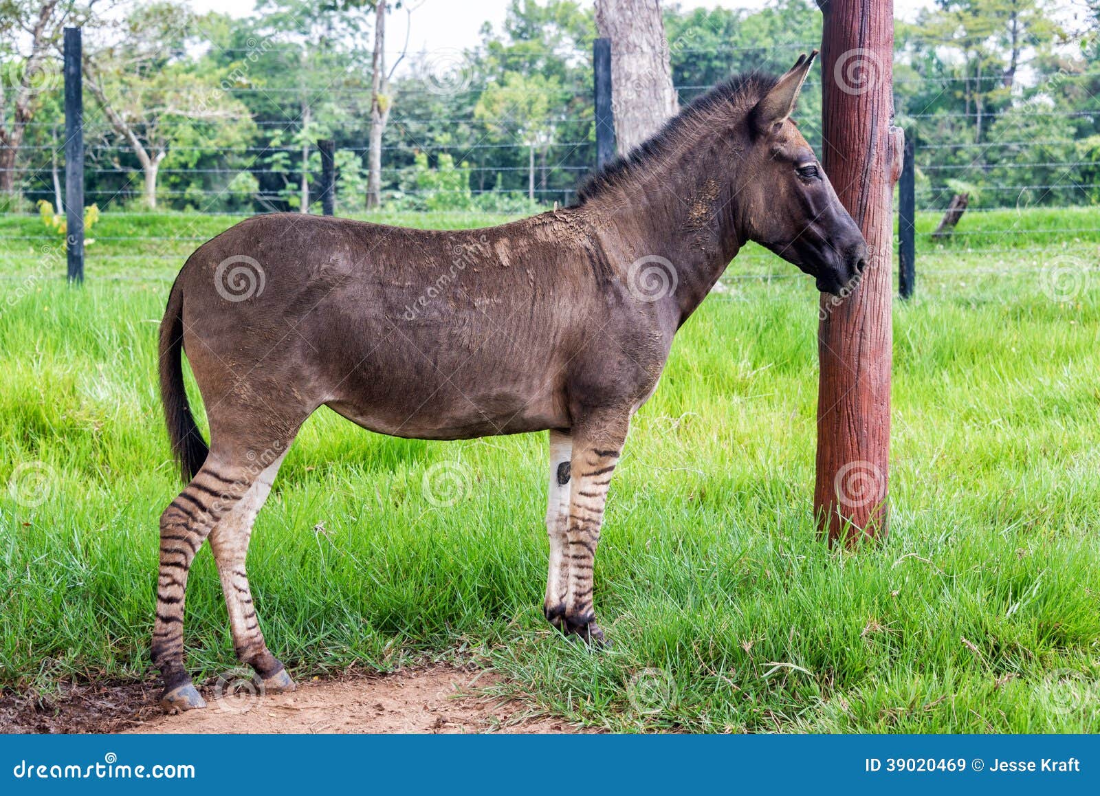 Zonkey, Medio Burro De La Media Cebra Imagen de archivo - Imagen de ...