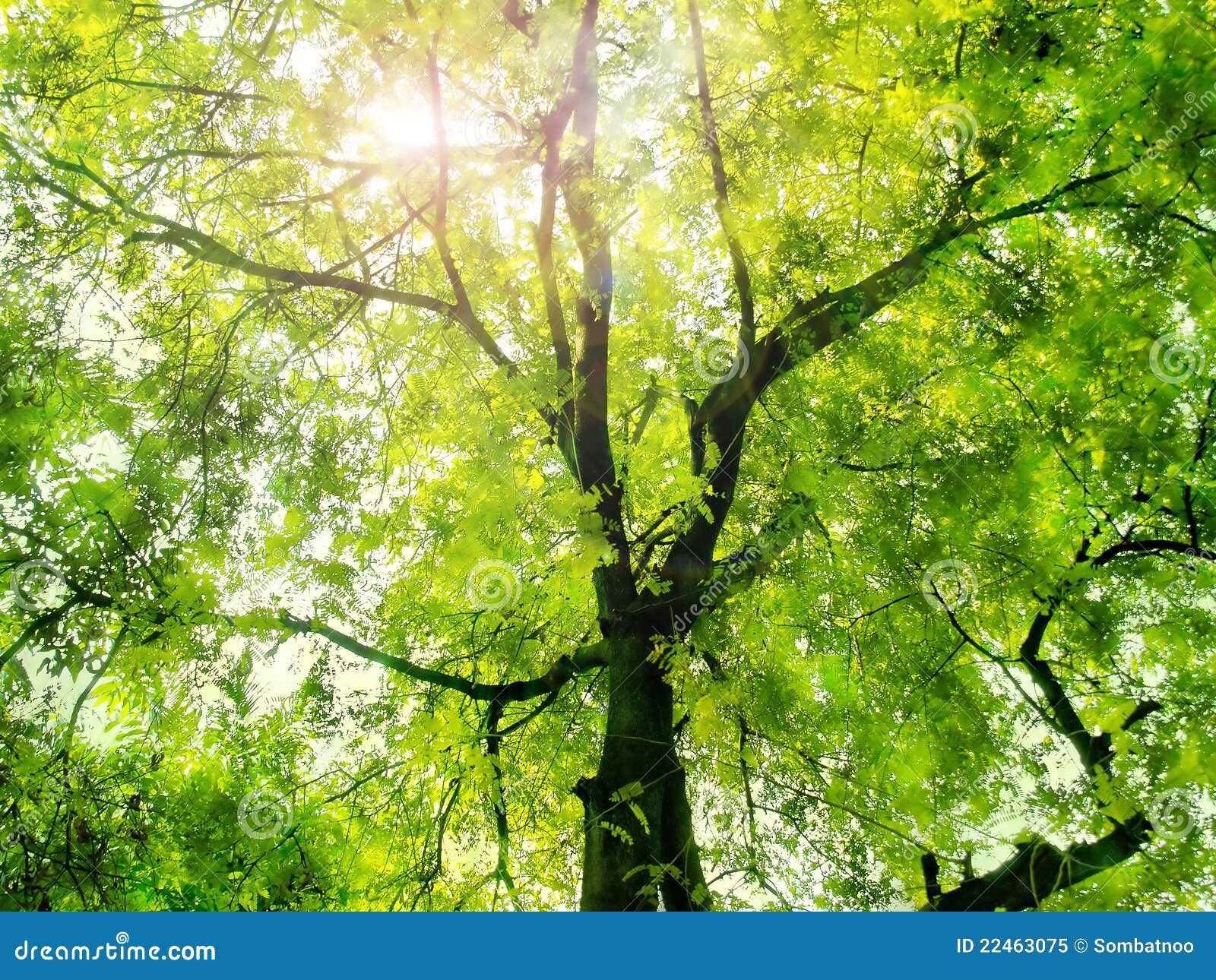 Zonlicht Door De Groene Bomen Stock Afbeelding - Image of mooi, meer ...