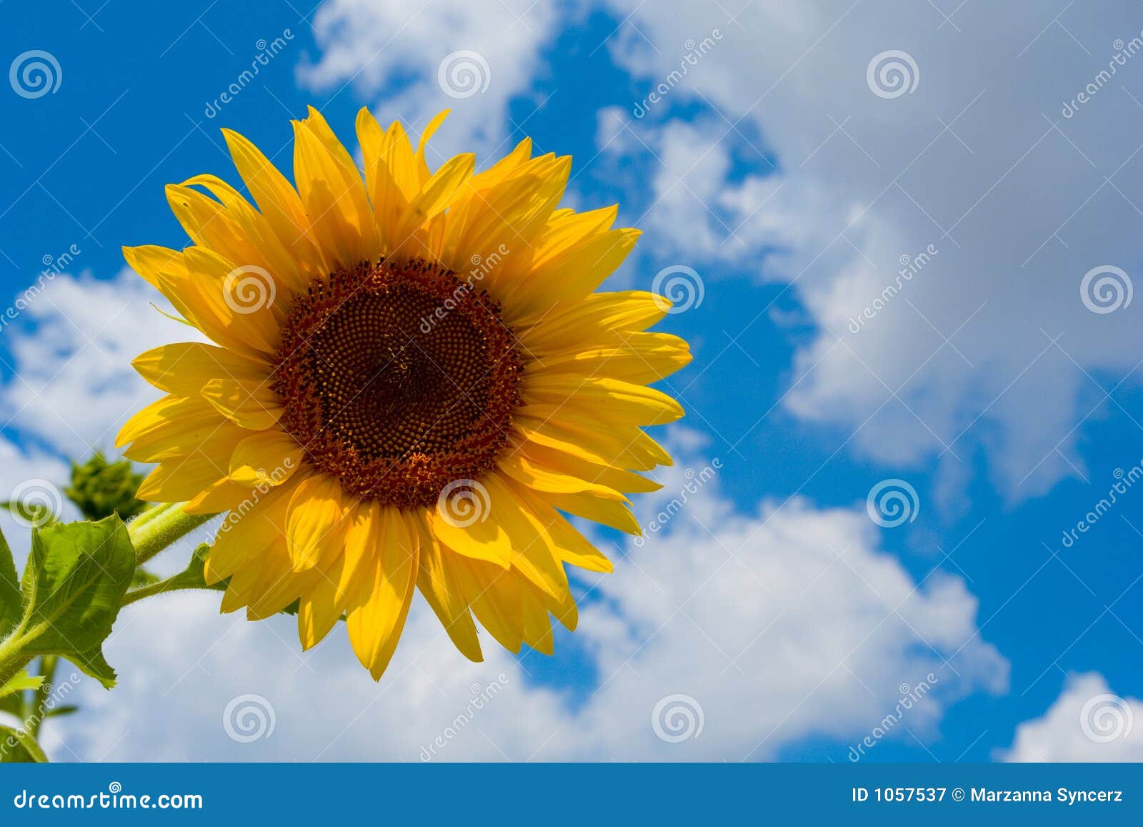 Zonnebloem op hemel stock afbeelding. Image of verlicht - 1057537