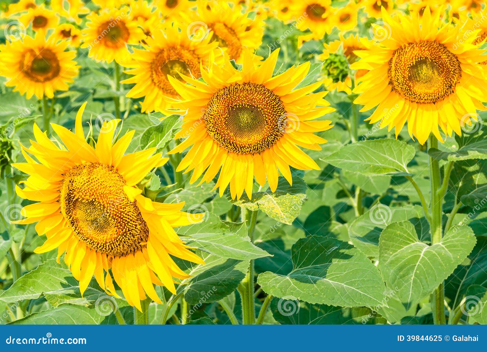 Zonnebloemen in De Avond Zon Stock Afbeelding - Image of zaden, nave ...