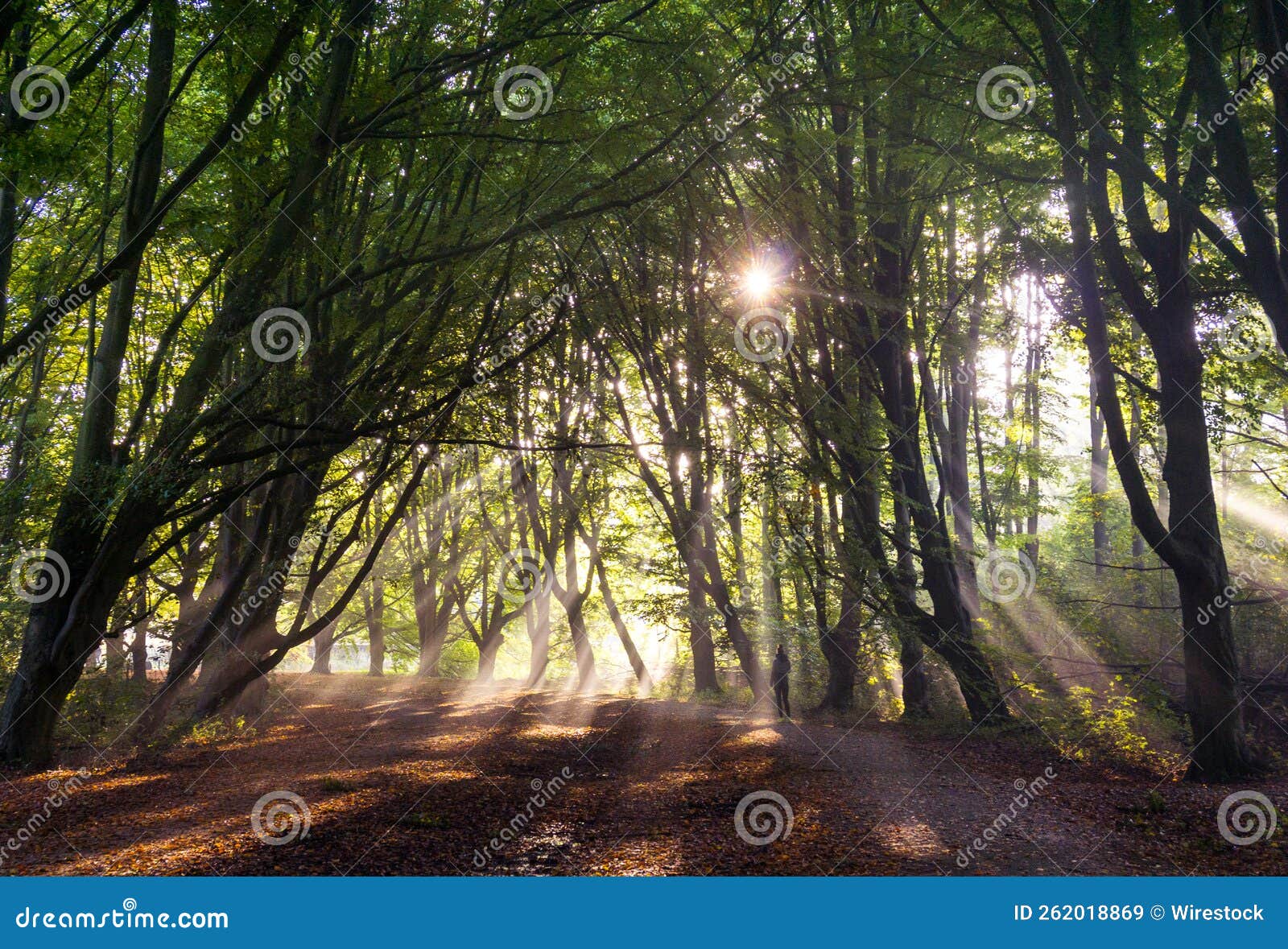 Mesmerizing View of Rows of High Trees on a Sunny Day in Amsterdam ...