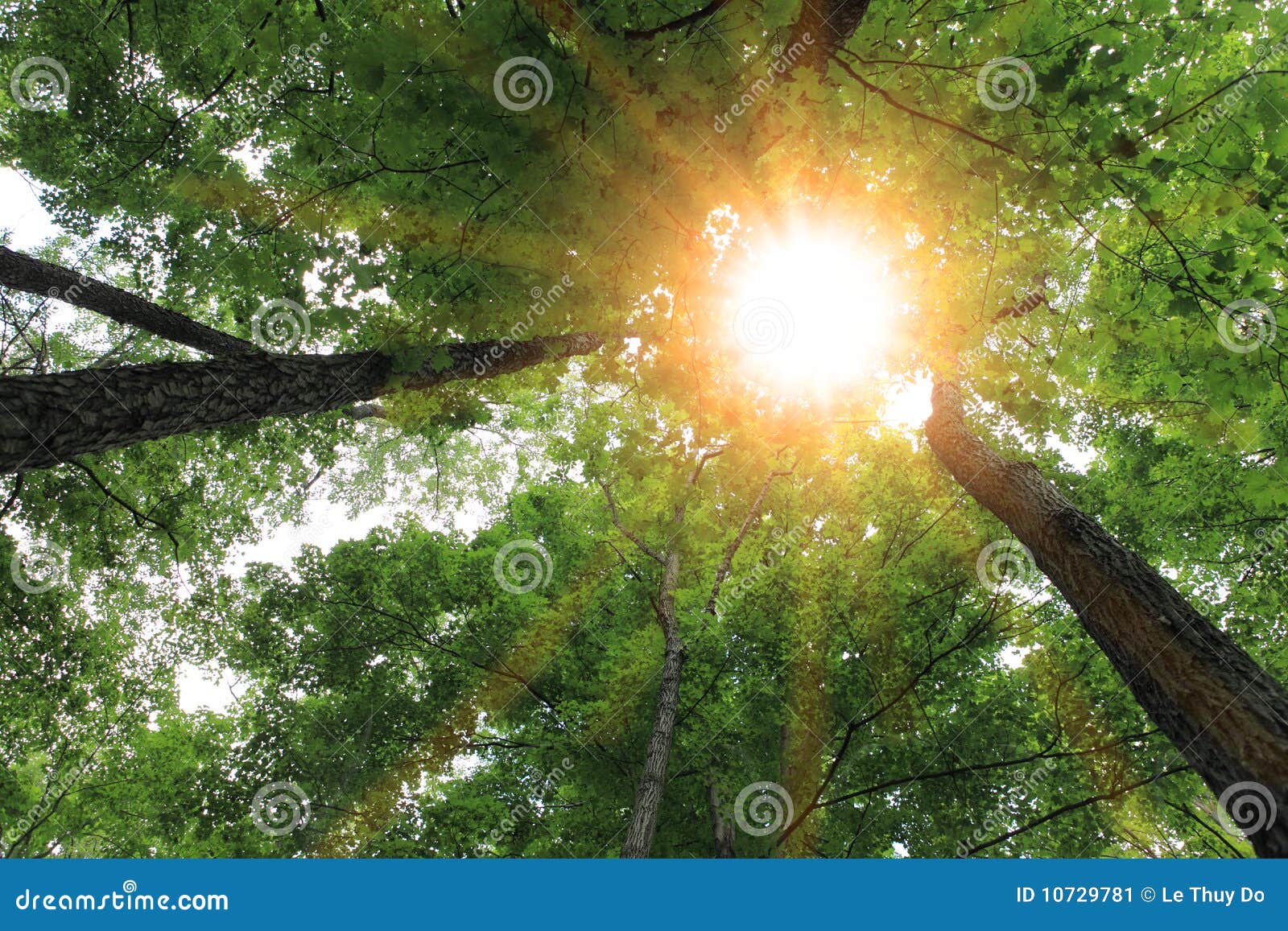 Zonnestraal en boom stock afbeelding. Image of zonnig - 10729781