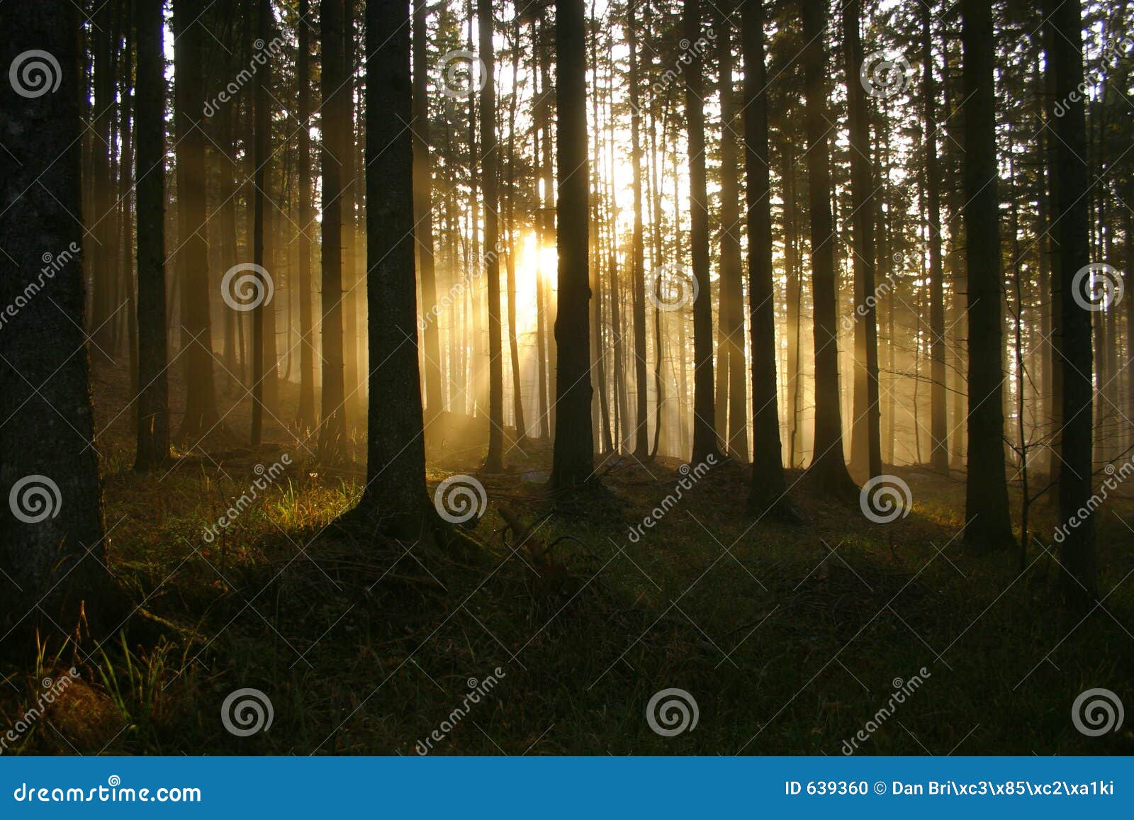 Zonnestralen in het bos stock foto. Image of licht, inspiratie - 639360