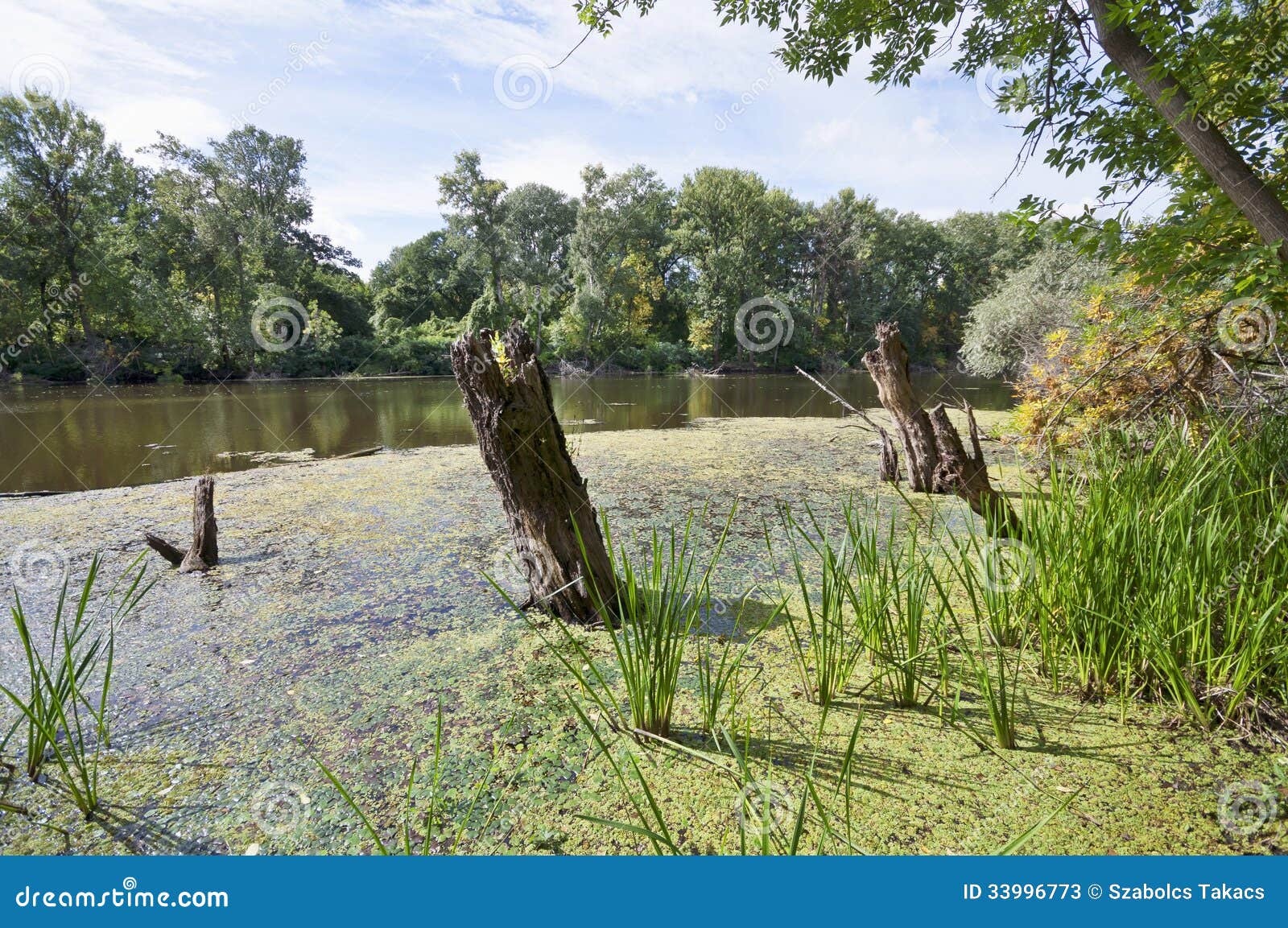 Zonnig Moeras Met Boomboomstammen Stock Afbeelding - Image of zegge ...