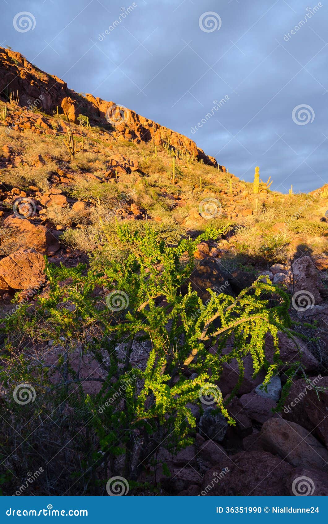 Zonsondergang in De Mexicaanse Woestijn Stock Foto - Image of beroemd ...