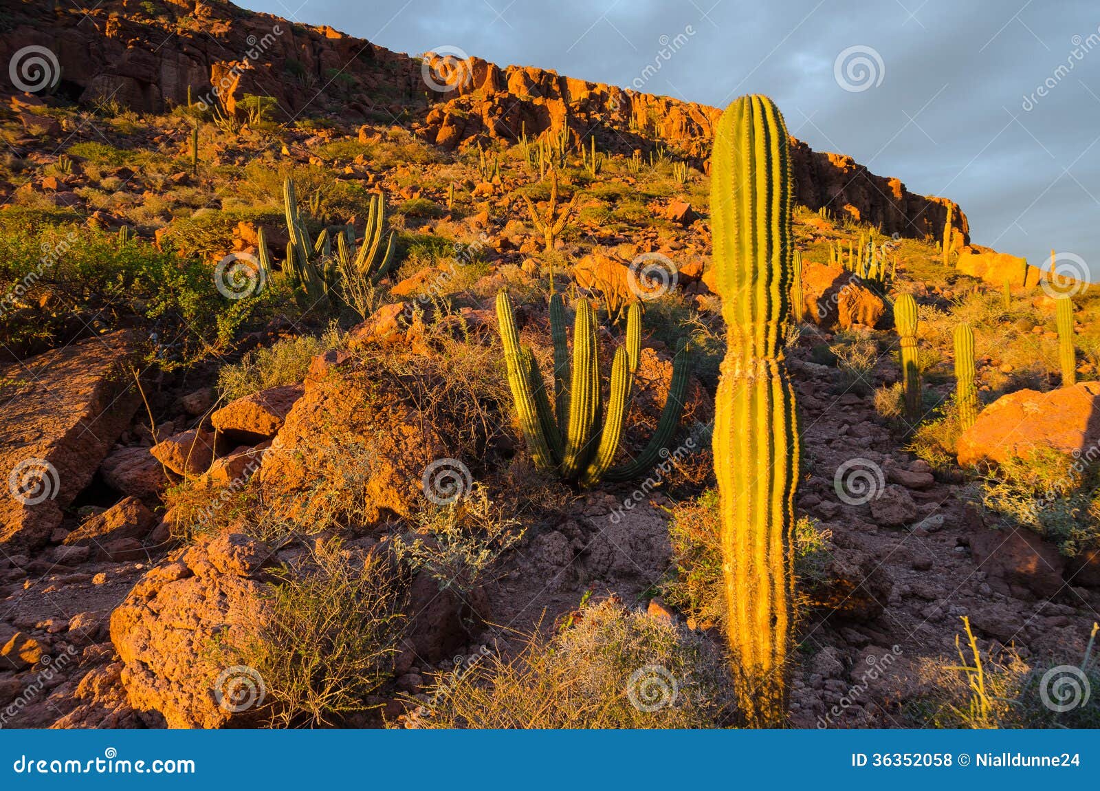 Zonsopgang Over Cactus in De Mexicaanse Woestijn Stock Foto - Image of ...