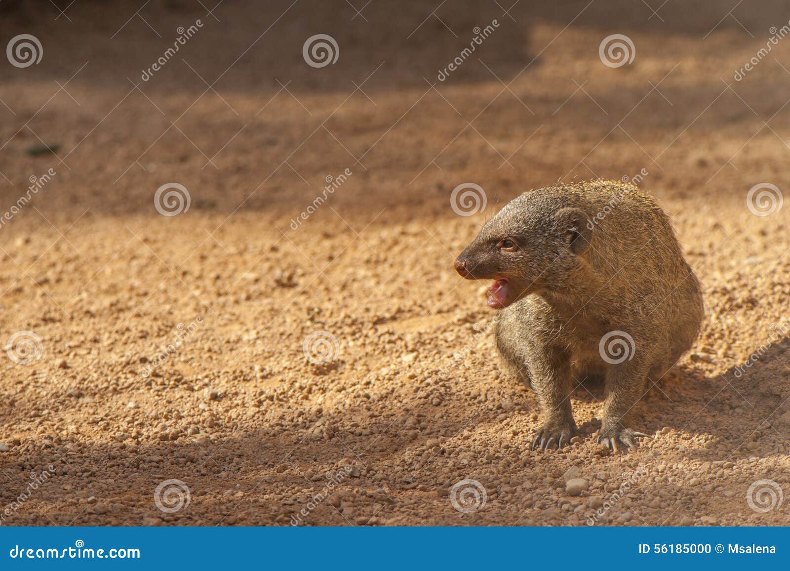 In the zoo stock photo. Image of fauna, bioparc, wildlife - 56185000