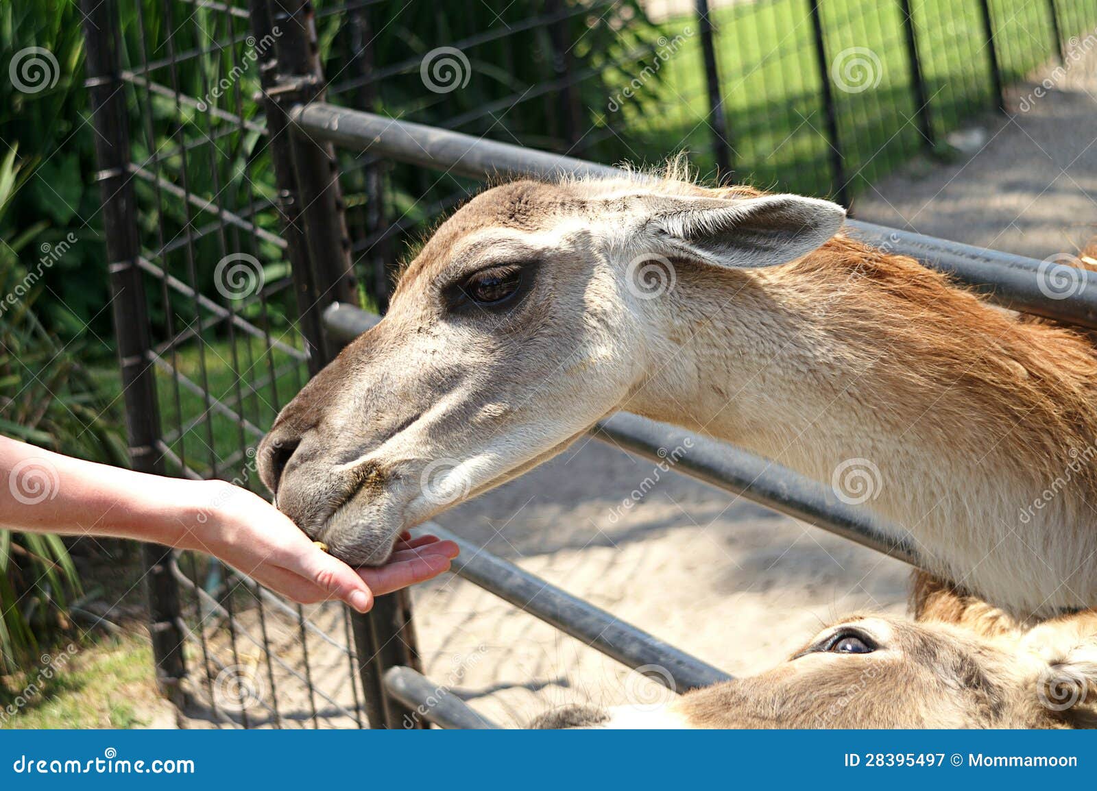 Zoo Animal Eating from Boys Hand Stock Image - Image of eating, lunch ...