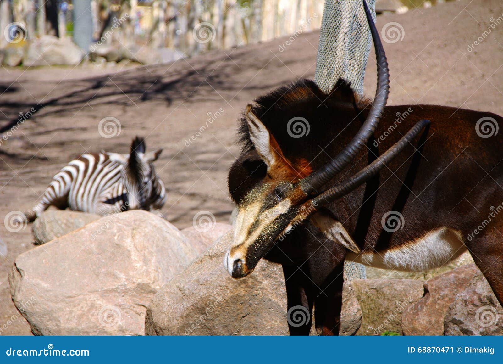 Zoo animals, Denmark stock image. Image of wool, park - 68870471