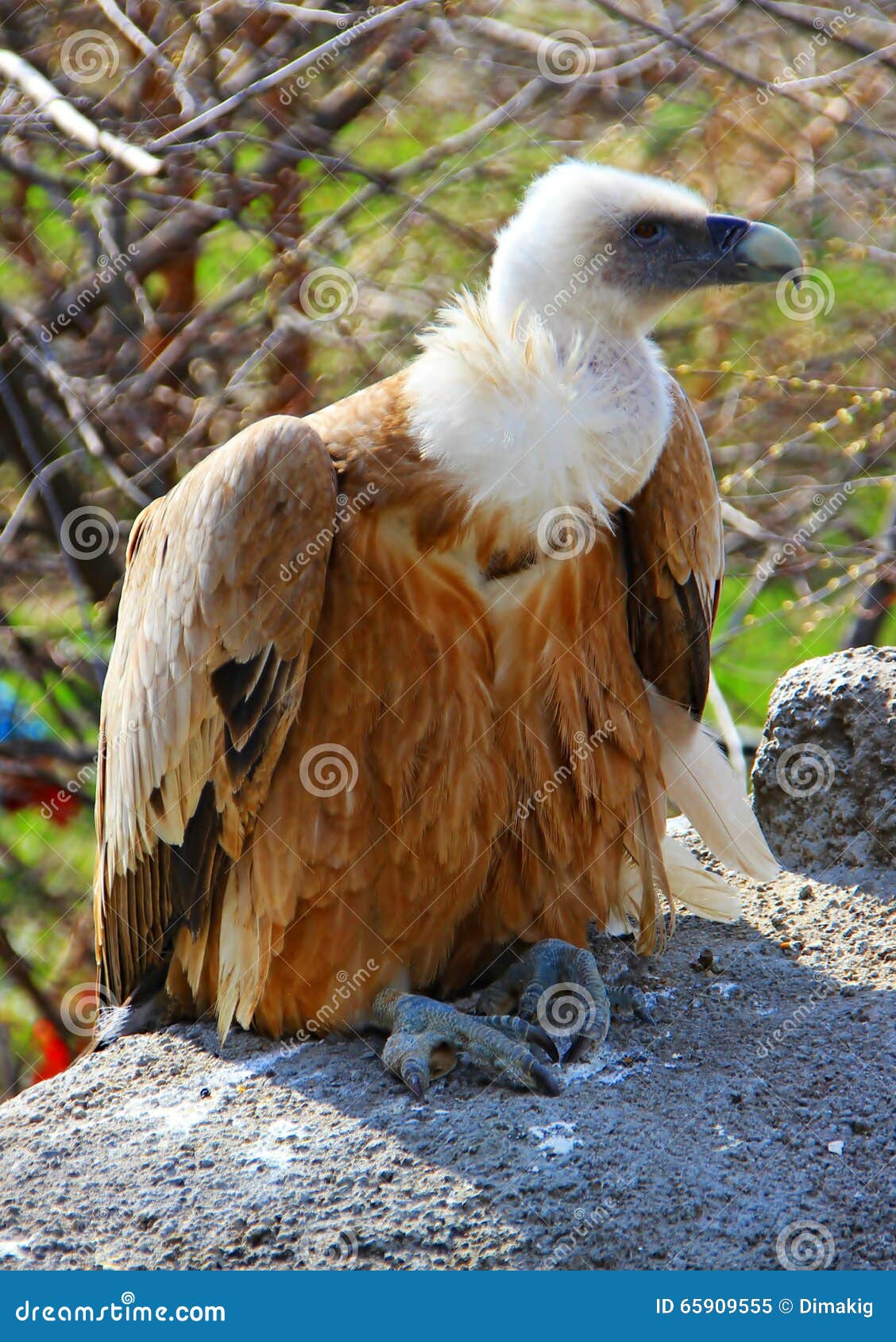 Zoo animals, Hungary editorial image. Image of griffin - 65909555
