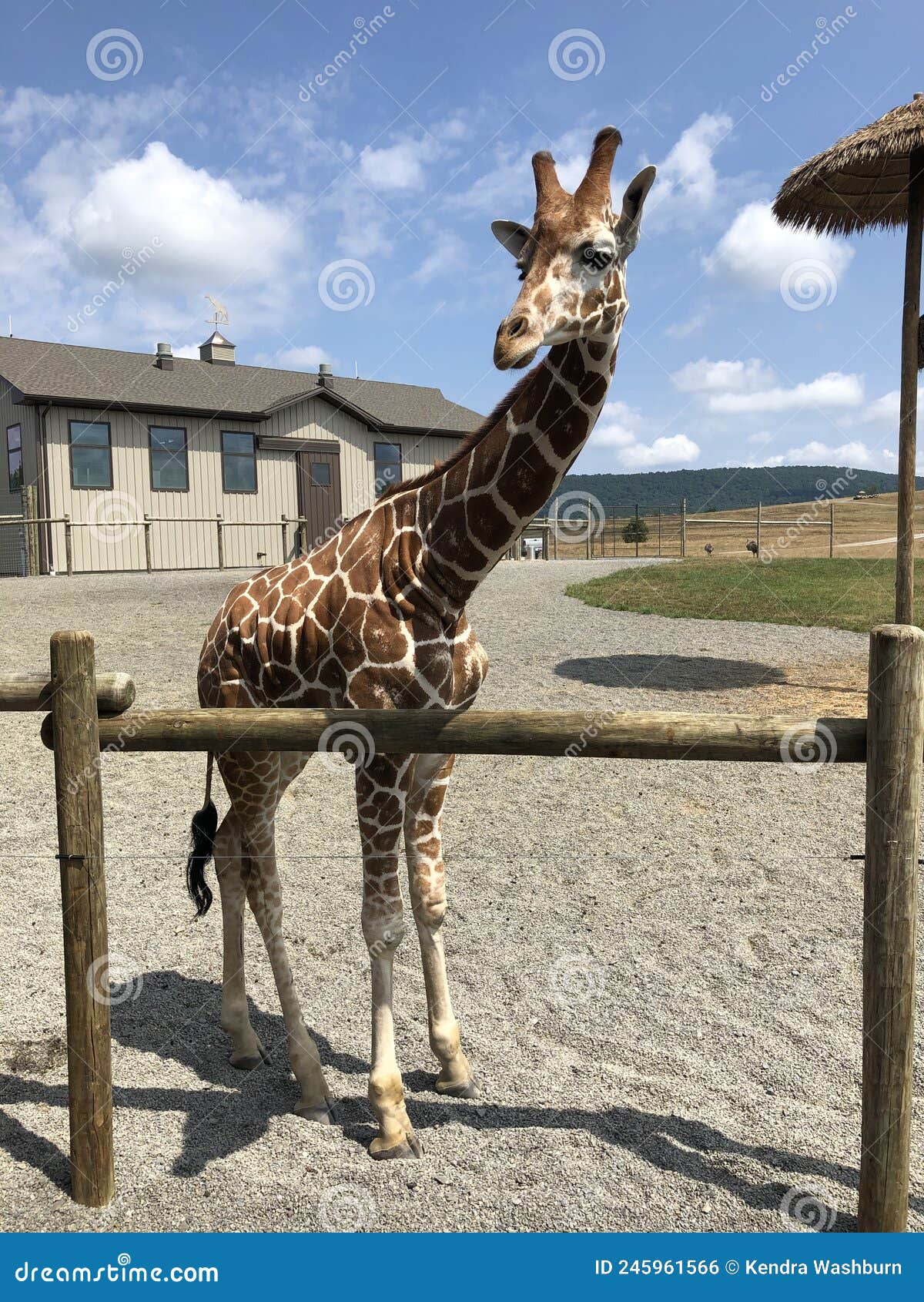 Zoo animals stock photo. Image of cats, cute, nature - 245961566