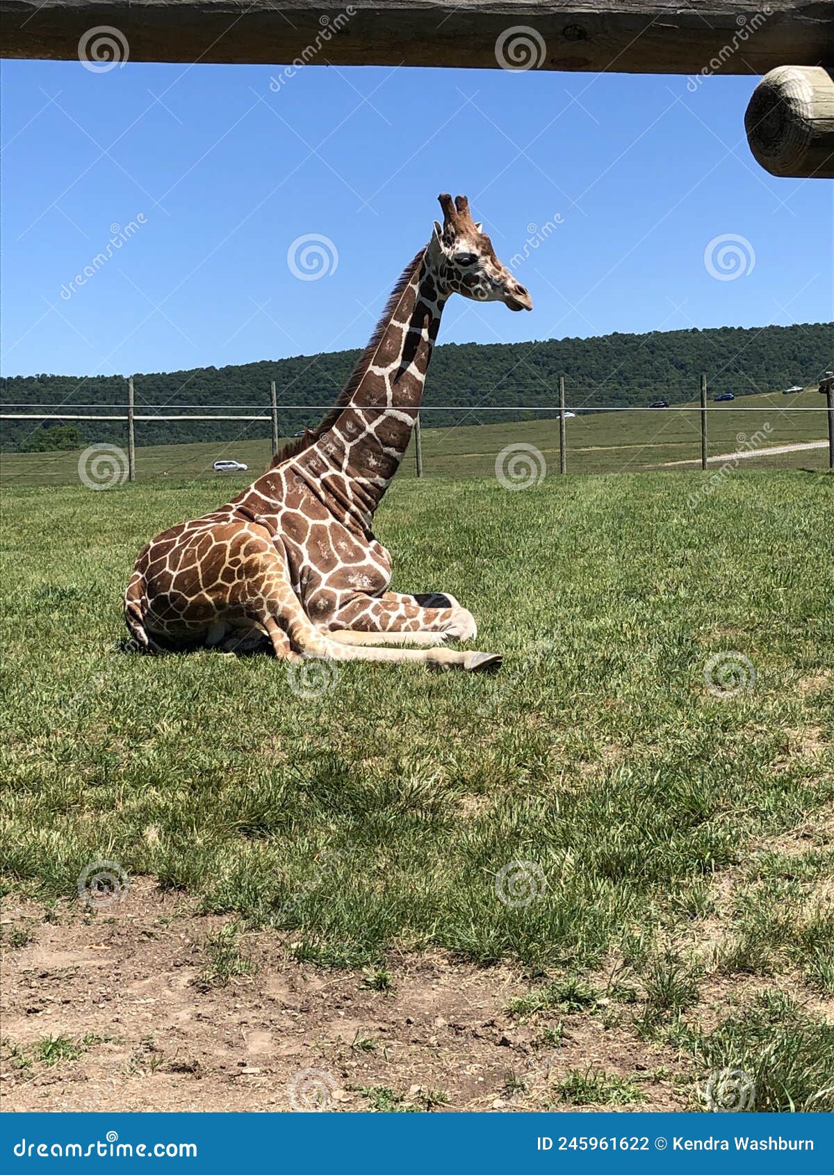 Zoo animals stock photo. Image of christmas, beautiful - 245961622