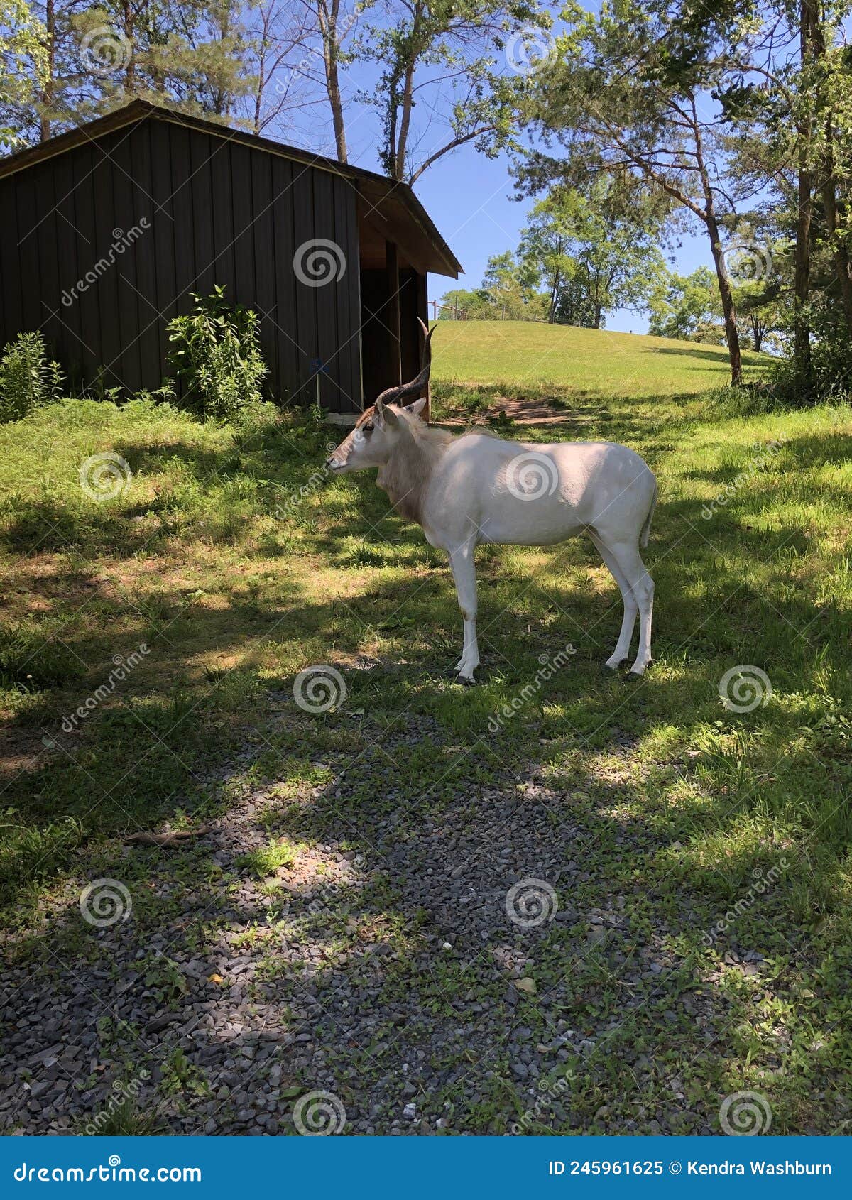 Zoo animals stock image. Image of outdoors, home, fall - 245961625