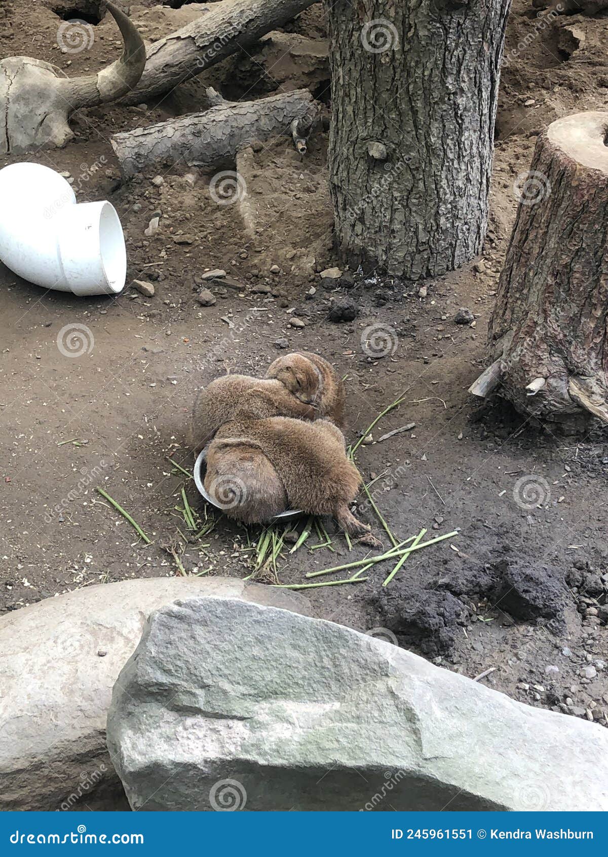 Zoo animals stock image. Image of arboretums, hime, animals - 245961551