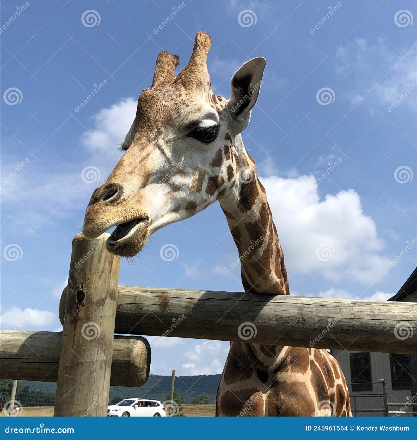 Zoo animals stock photo. Image of outdoors, fall, beautiful - 245961564