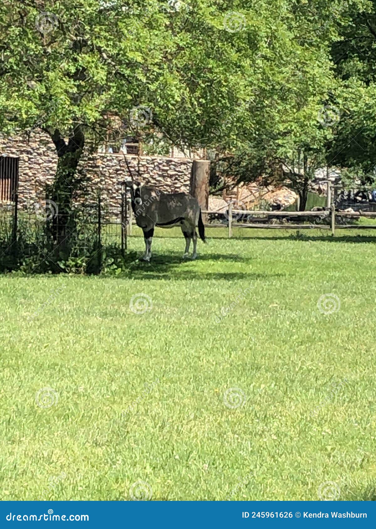 Zoo animals stock photo. Image of adorable, cats, blooms - 245961626