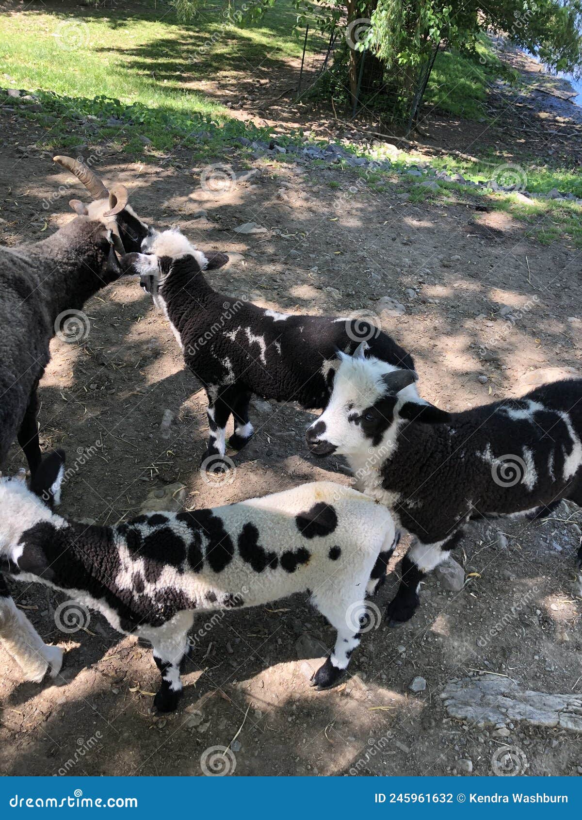 Zoo animals stock photo. Image of christmas, cats, foliage - 245961632