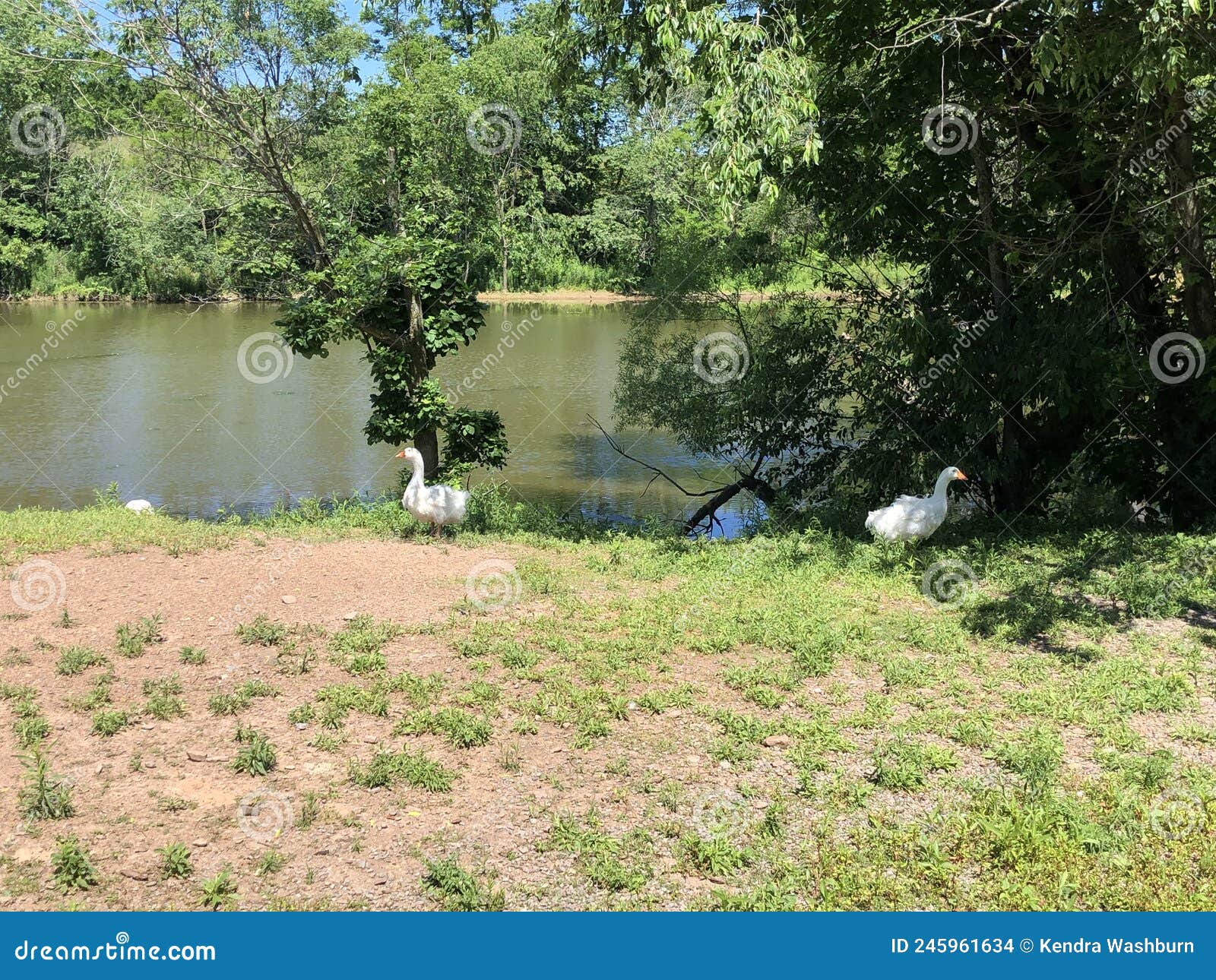Zoo animals stock photo. Image of cute, farms, nature - 245961634