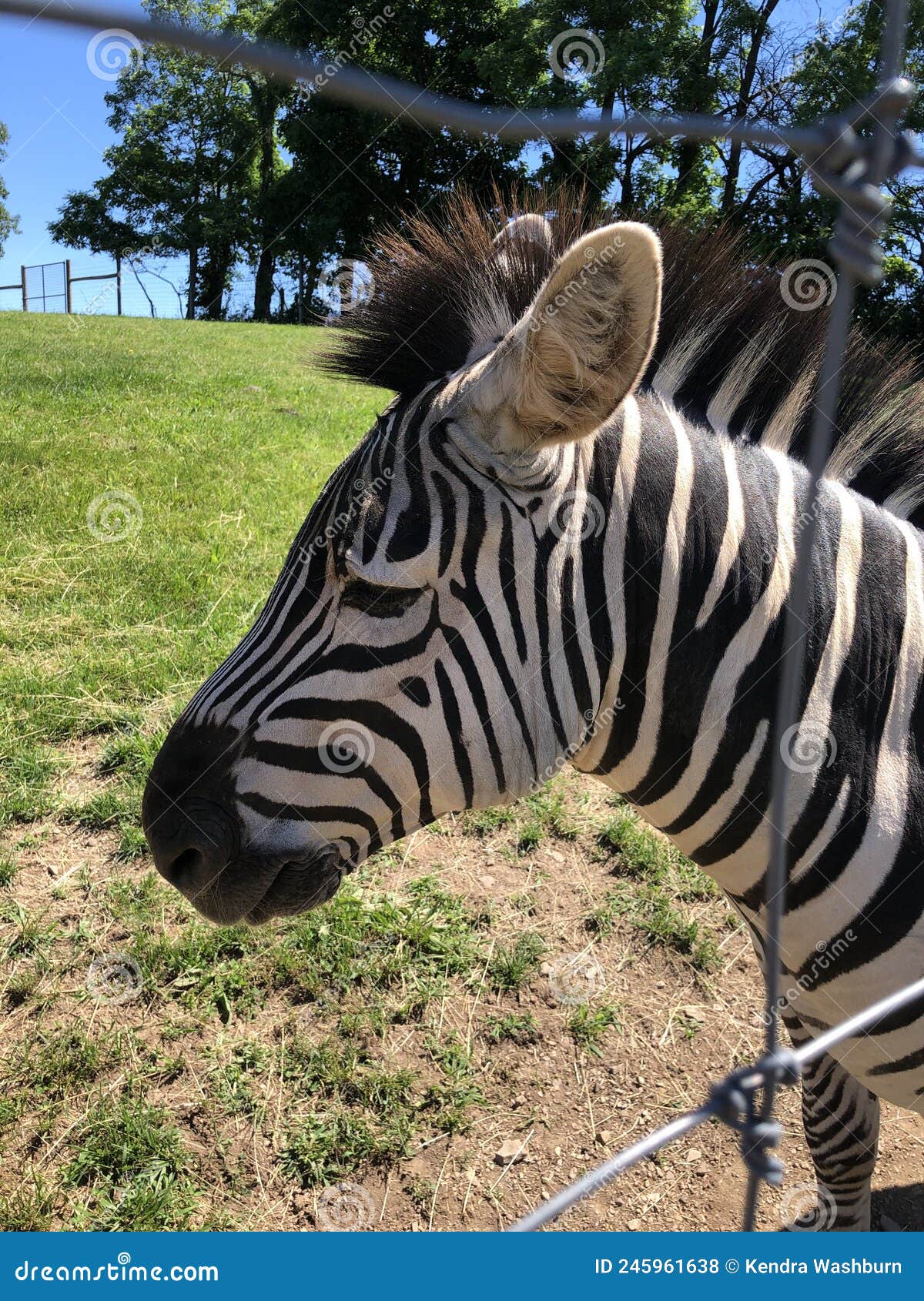 Zoo animals stock photo. Image of fall, animals, outdoor - 245961638