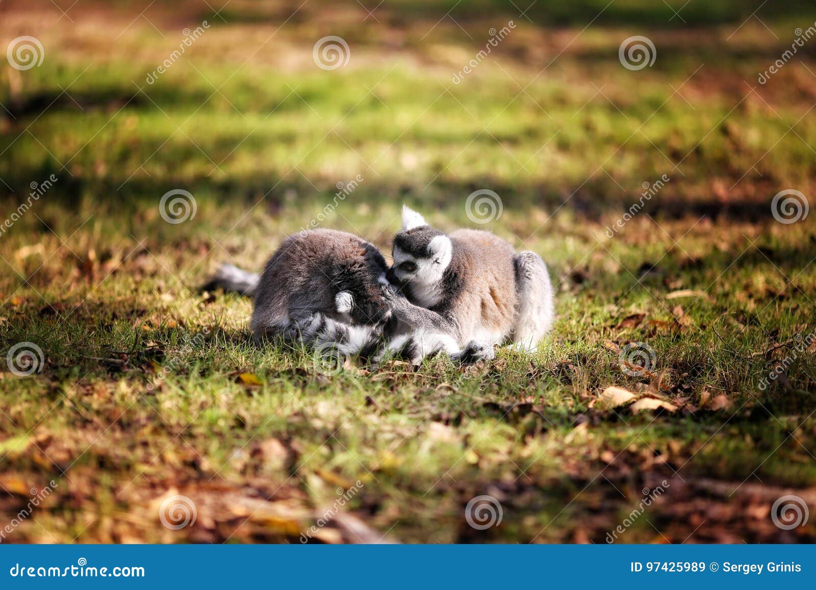 Zoo Animals Secret Interaction Colorful Stock Image - Image of playing ...