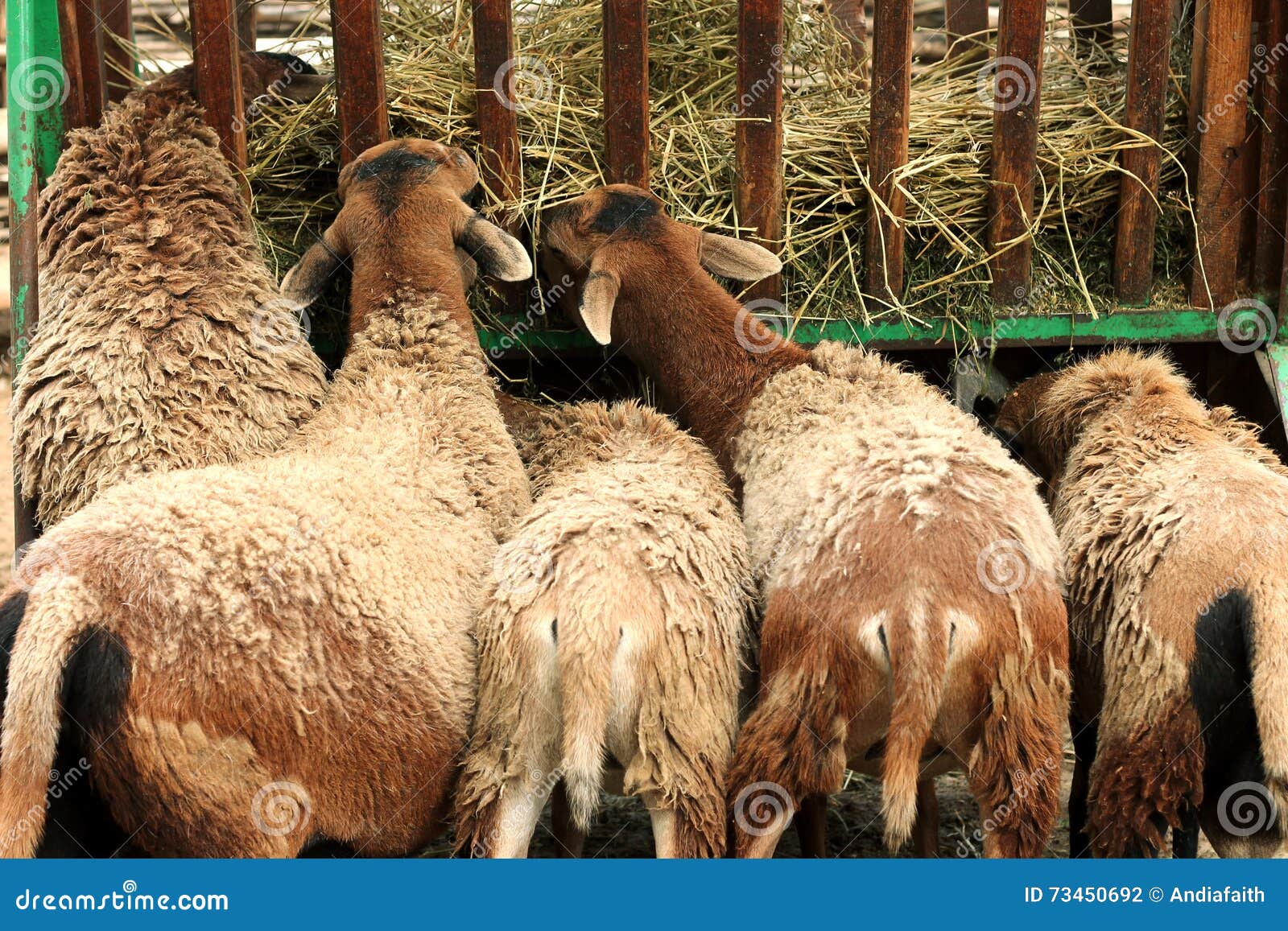 At Zoo. Back View of Lambs Eating Hay Stock Photo - Image of herbivore ...