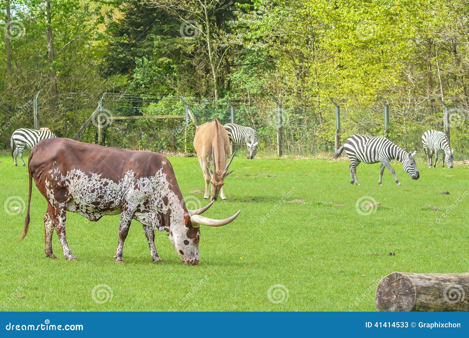 Zoo stock image. Image of giraffe, tree, animal, isolated - 41414533