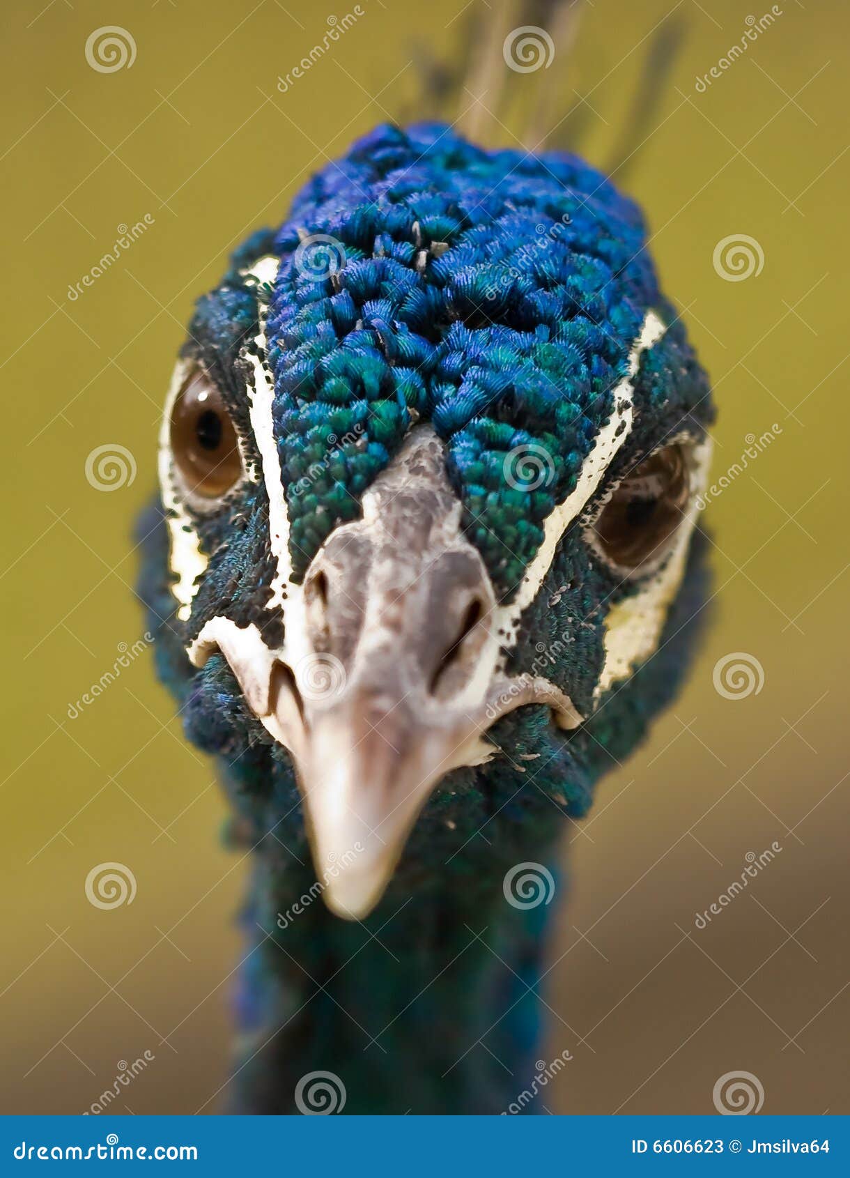 Zoo Bird stock image. Image of flight, wildlife, background - 6606623