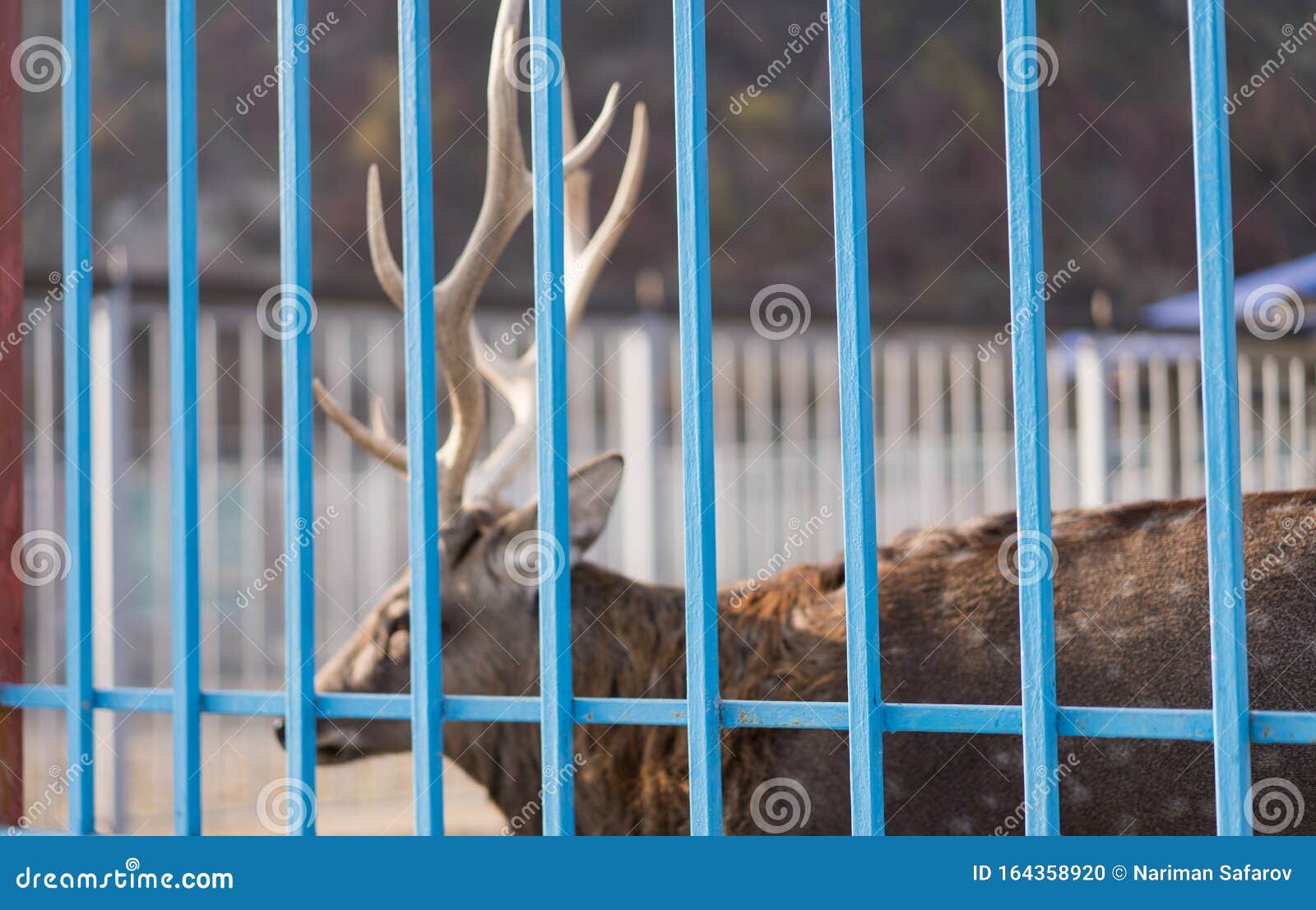 Zoo Cage Behind Which is a Deer Stock Photo - Image of outside ...