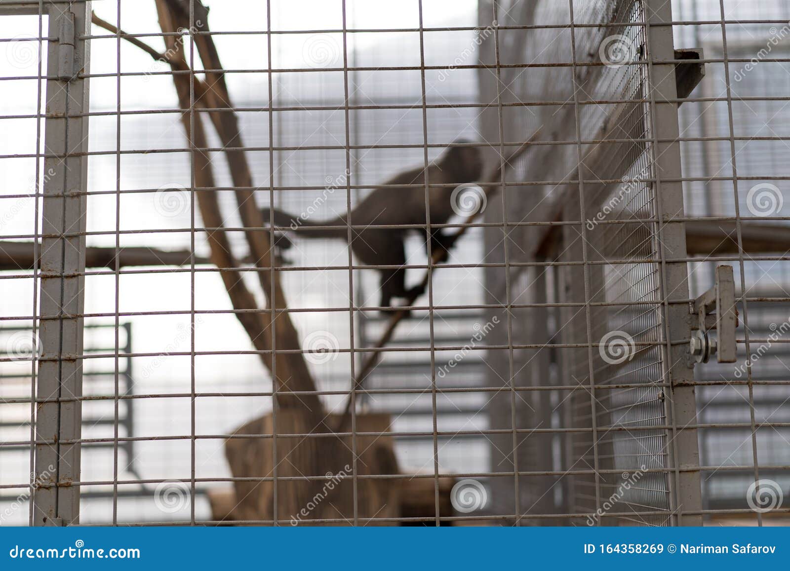 Zoo Cage with a Monkey Inside Stock Image - Image of cercopithecus ...