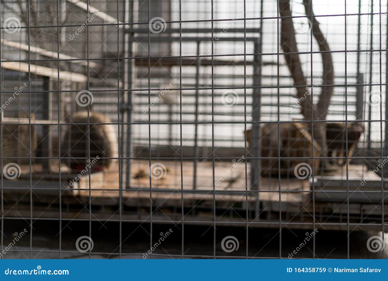 Zoo Cage with a Monkey Inside Stock Image - Image of inside, lowland ...