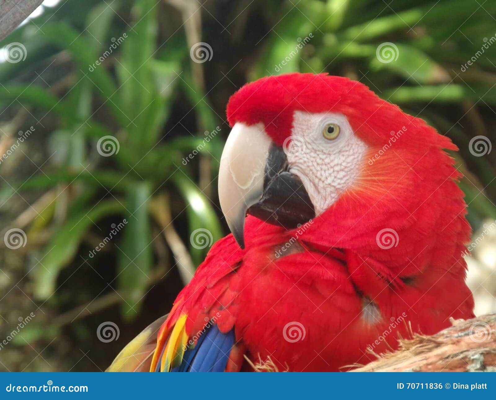 Zoo editorial photo. Image of colorful, trip, bird, tampa - 70711836