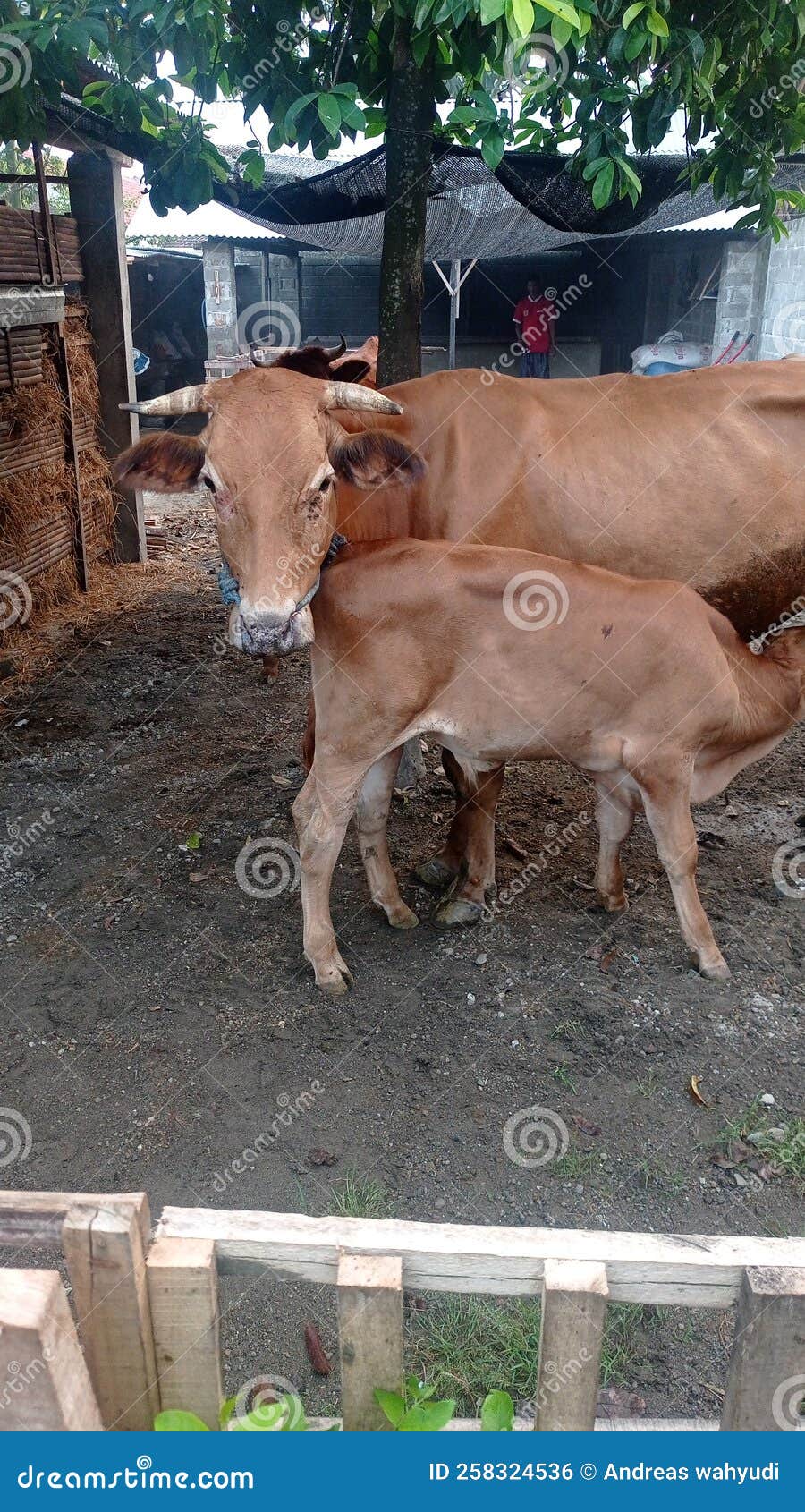 Zoo cow and baby stock photo. Image of grazing, mare - 258324536