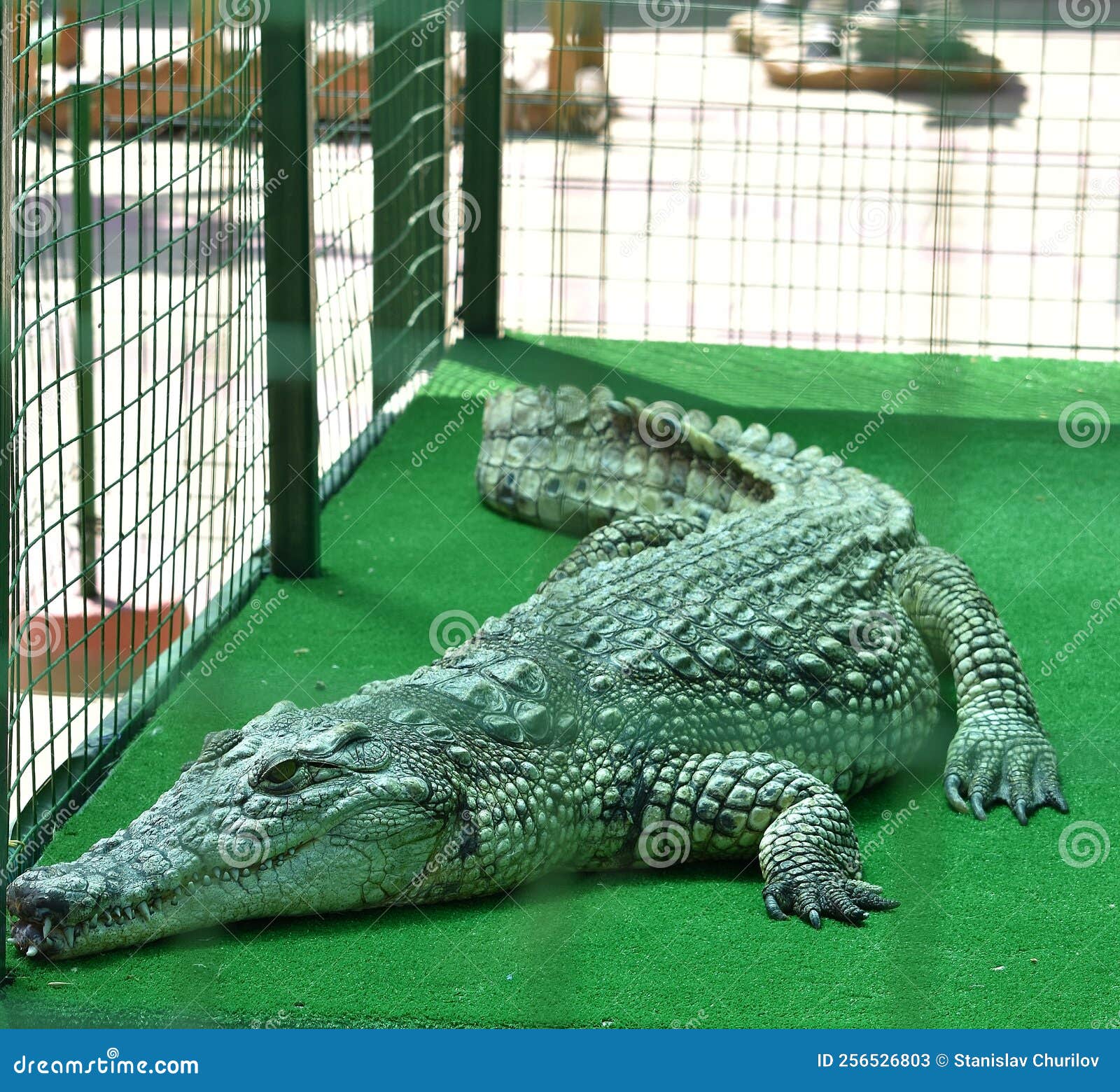 Alligator In Green Leaves Royalty-Free Stock Image | CartoonDealer.com ...