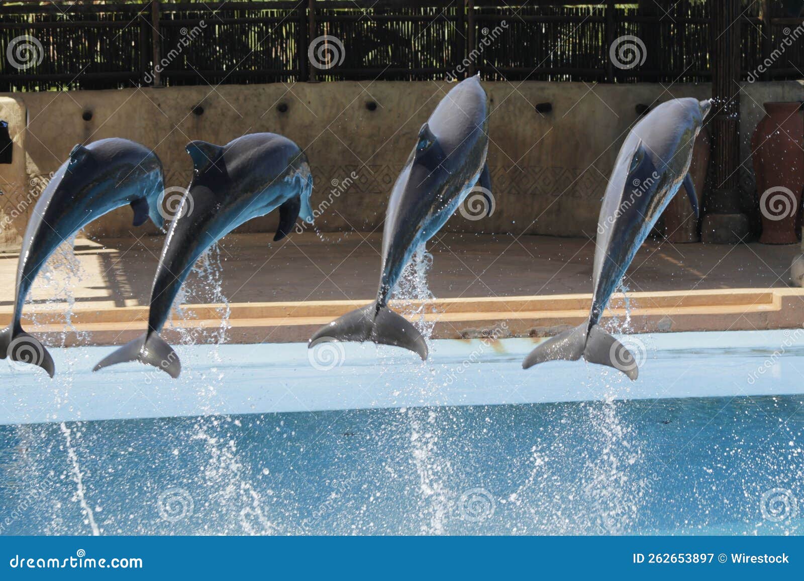 Zoo with Dolphins in Mid Air Editorial Photography - Image of view ...