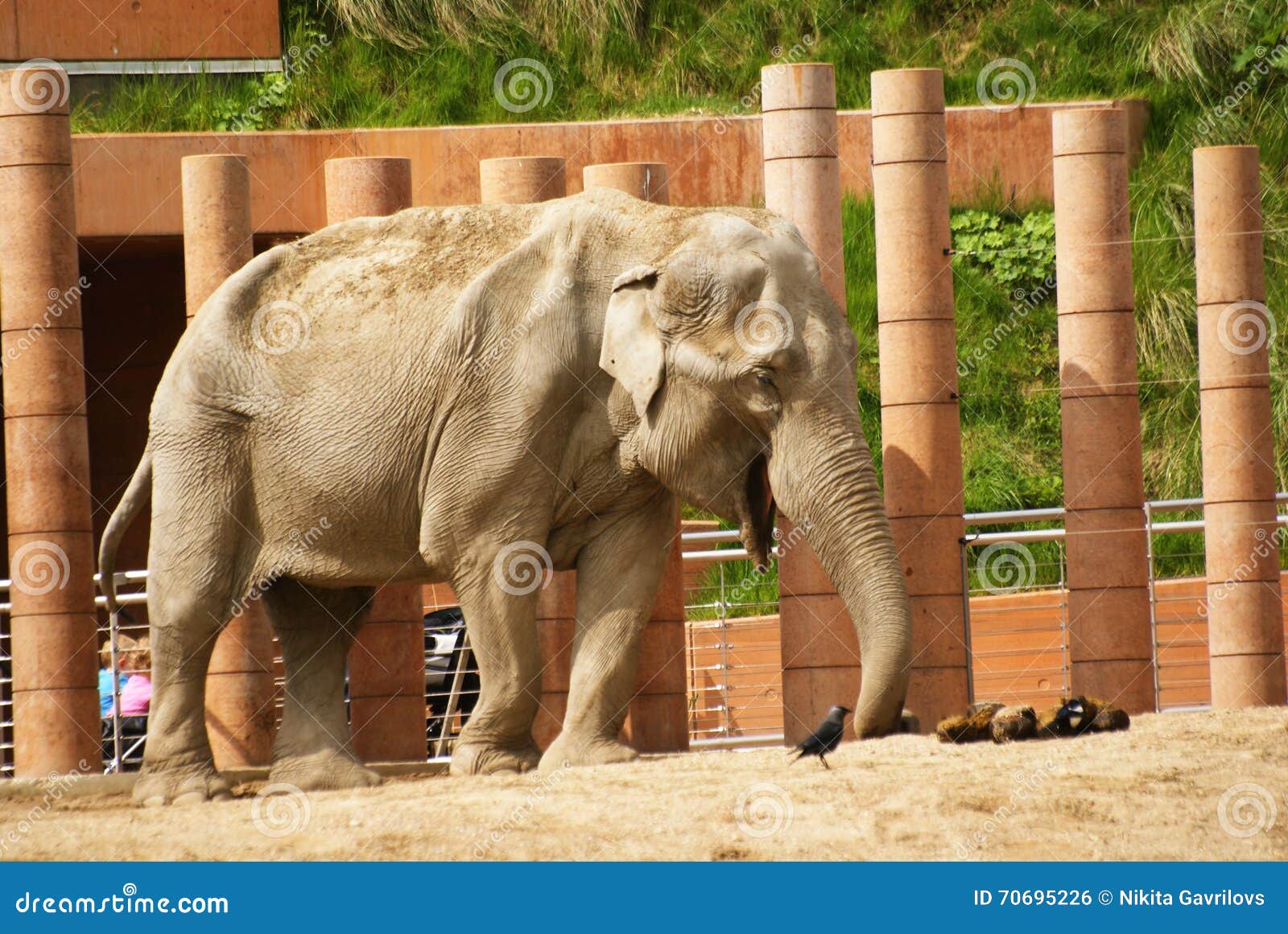 Zoo Elephant Copenhagen editorial photo. Image of bird - 70695226