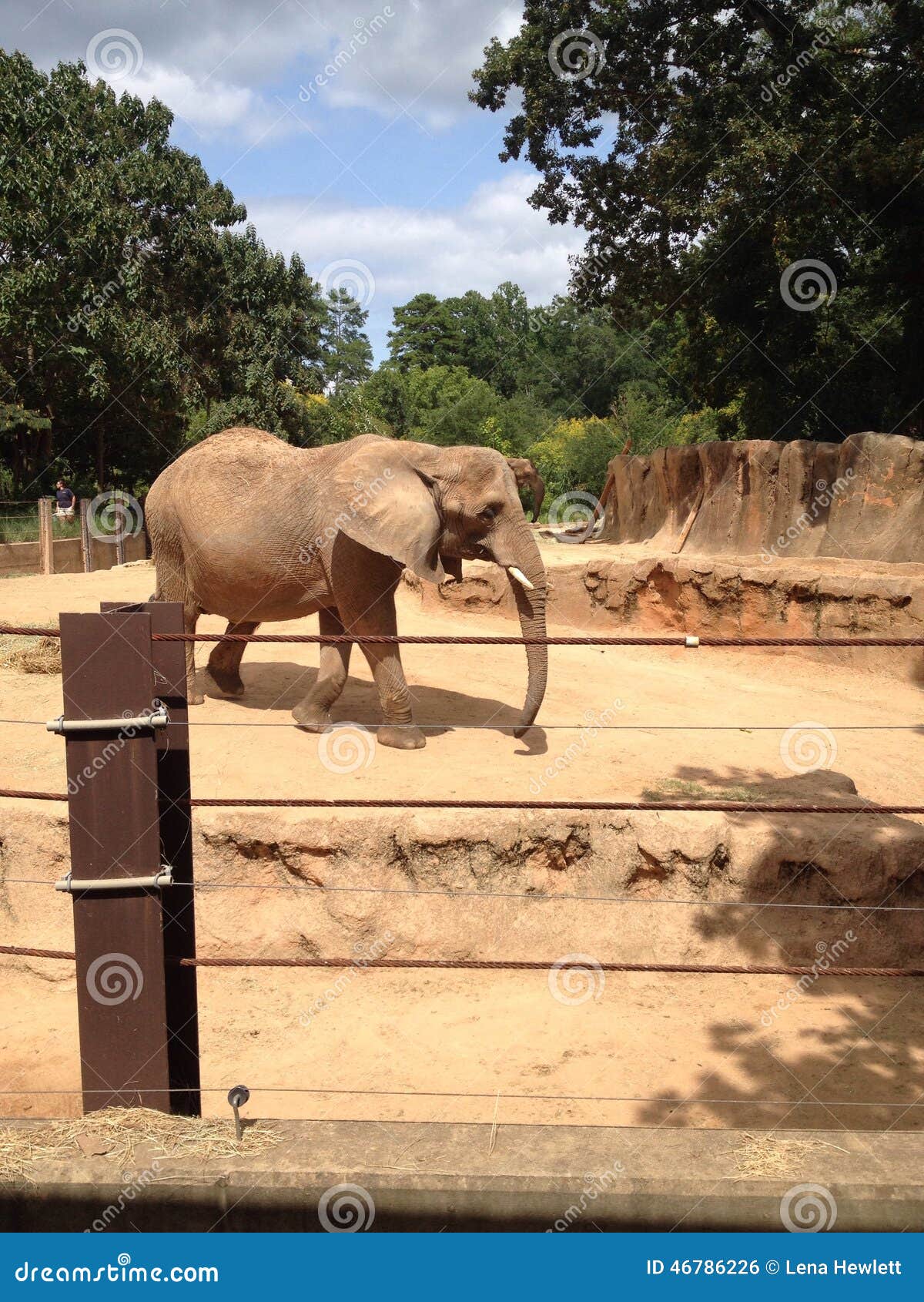 At the zoo editorial photo. Image of elephant, south - 46786226