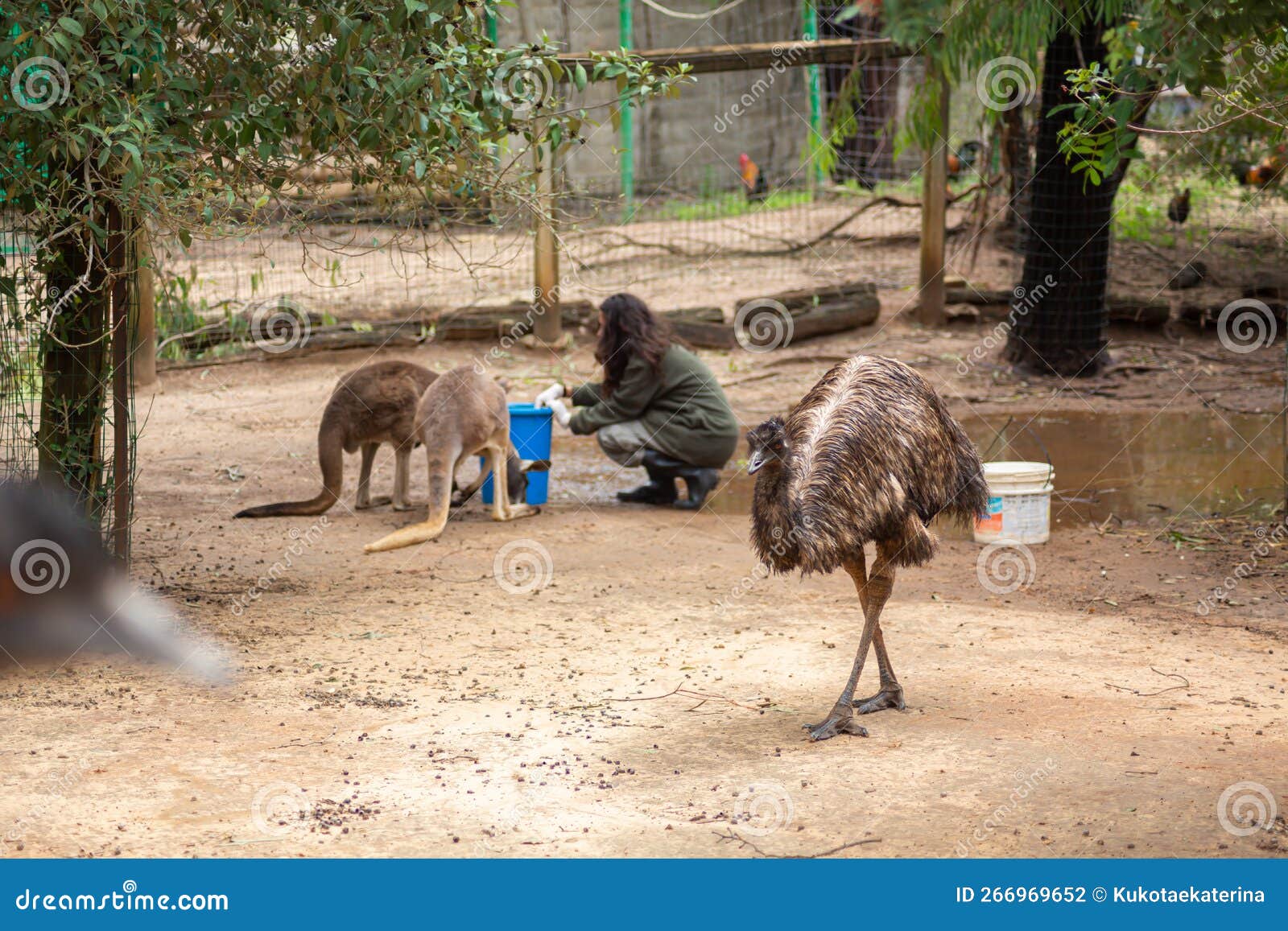 A Zoo Employee Girl Feeds a Kangaroo at the Zoo Editorial Photography ...