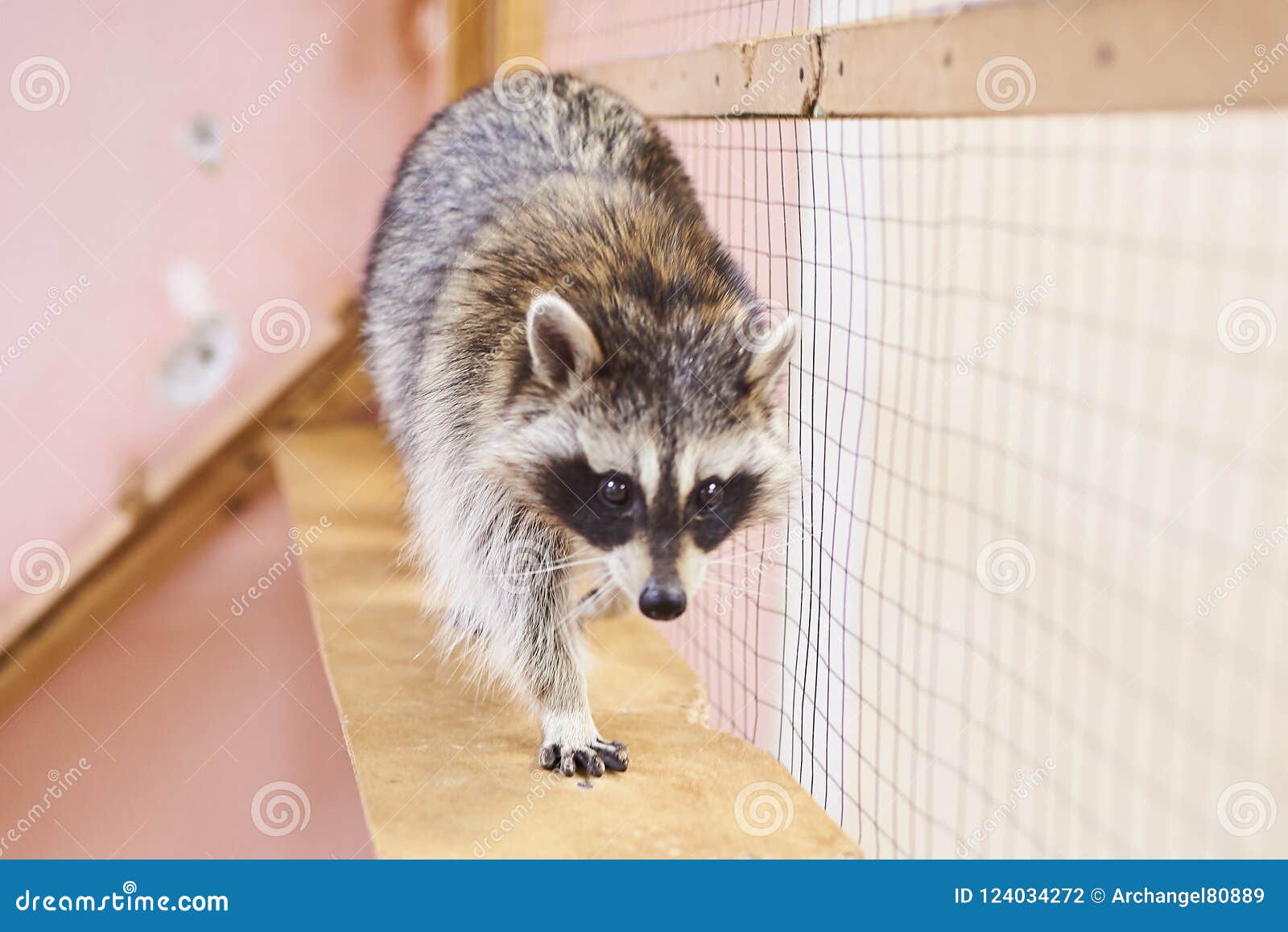 Zoo-granja Triste, Lindo Del Mapache Foto de archivo - Imagen de ...