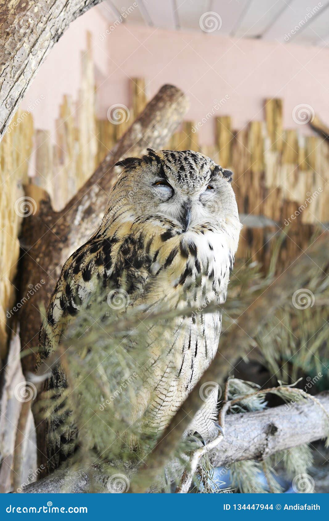 In the Zoo. Image of the Owl Squints Stock Photo - Image of brown ...