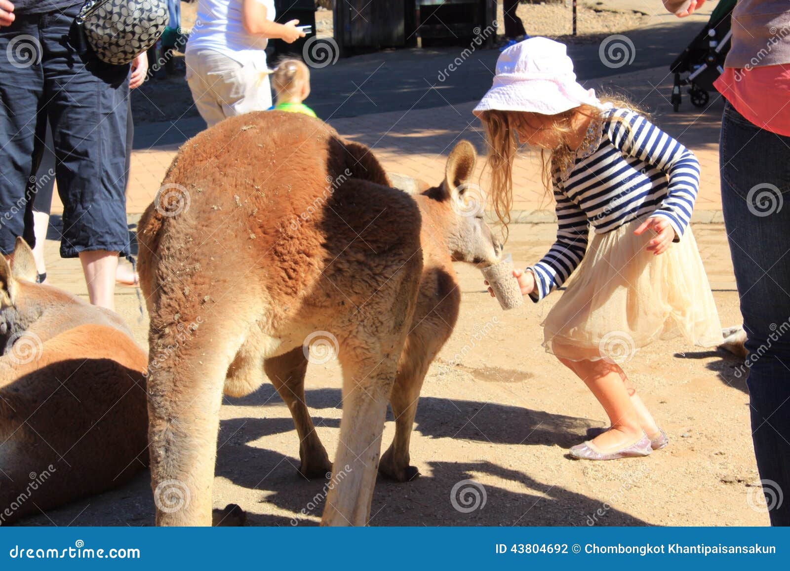 Zoo editorial photography. Image of kangaroo, animal - 43804692