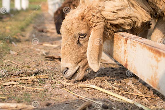Zoo Lamb Asian Sheep in Farm Eye Head Closeup Animal Stock Photo ... Zoo Lamb Asian Sheep in Farm Eye Head Closeup Animal Stock Photo ...