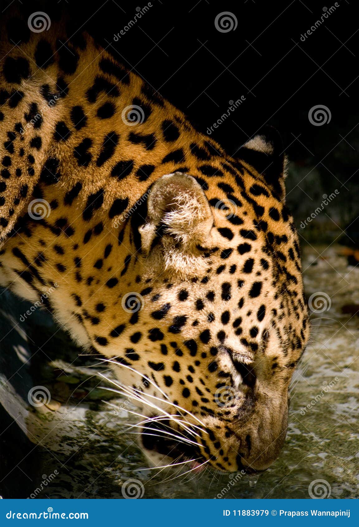 Zoo leopard drinking water stock image. Image of africa - 11883979