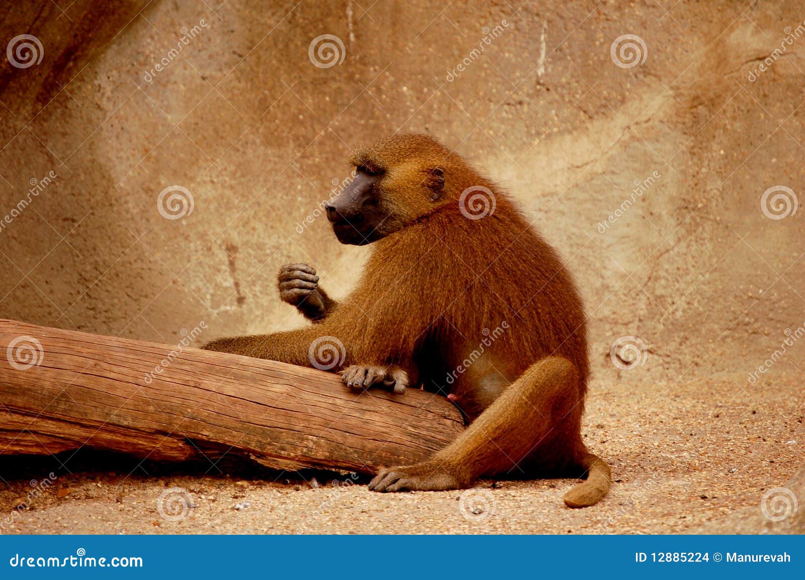 Zoo monkey stock photo. Image of gambia, background, wilderness - 12885224