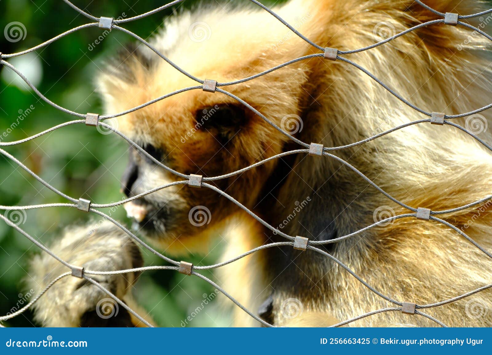 At the Zoo, a Monkey Asking for Help Stock Image - Image of animals ...