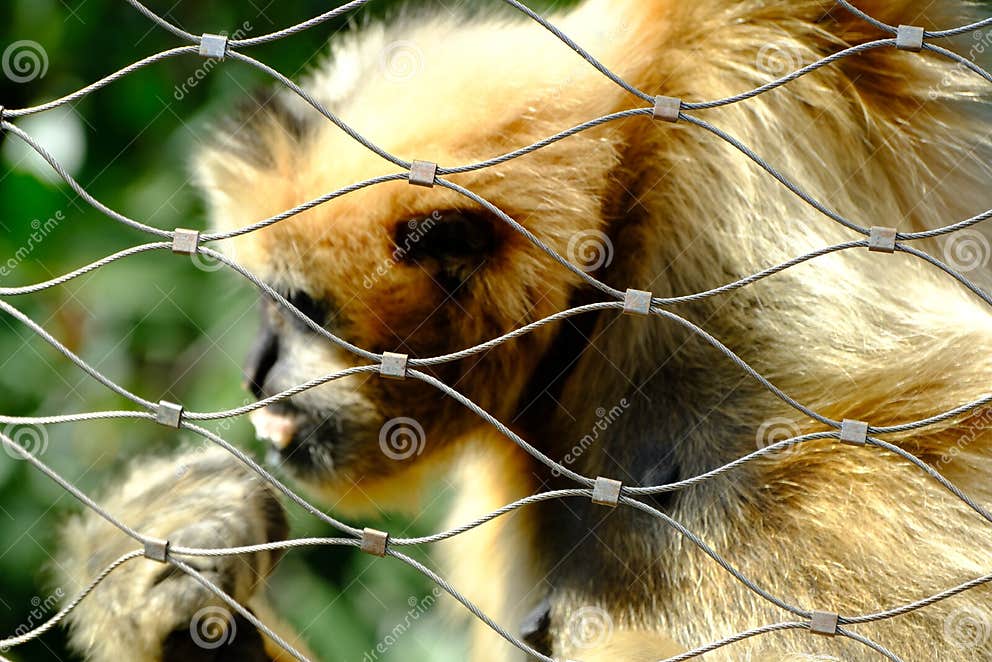 At the Zoo, a Monkey Asking for Help Stock Image - Image of animals ...