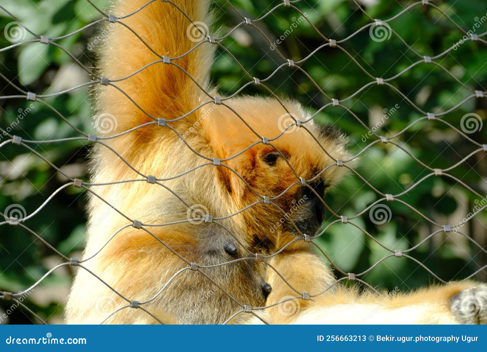 At the Zoo, a Monkey Asking for Help Stock Image - Image of eyes, hair ...