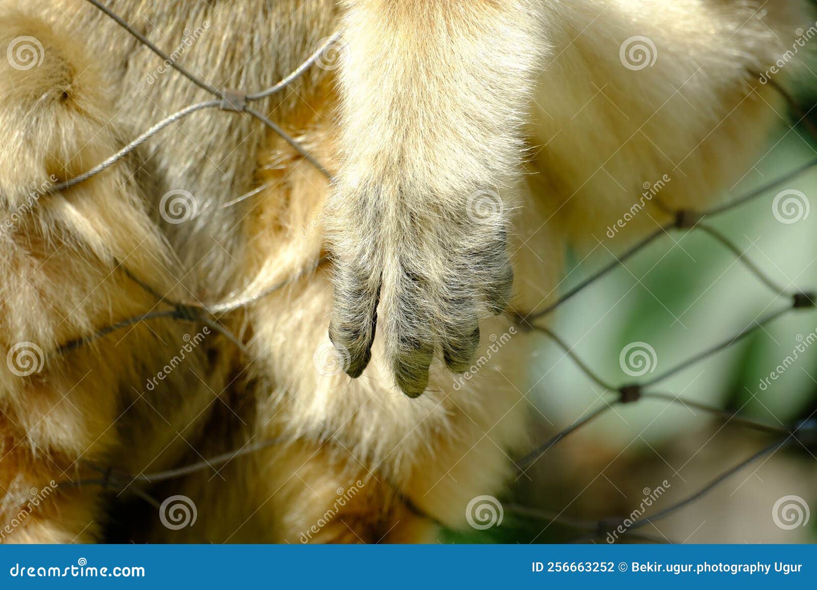 At the Zoo, a Monkey Asking for Help Stock Photo - Image of facial ...
